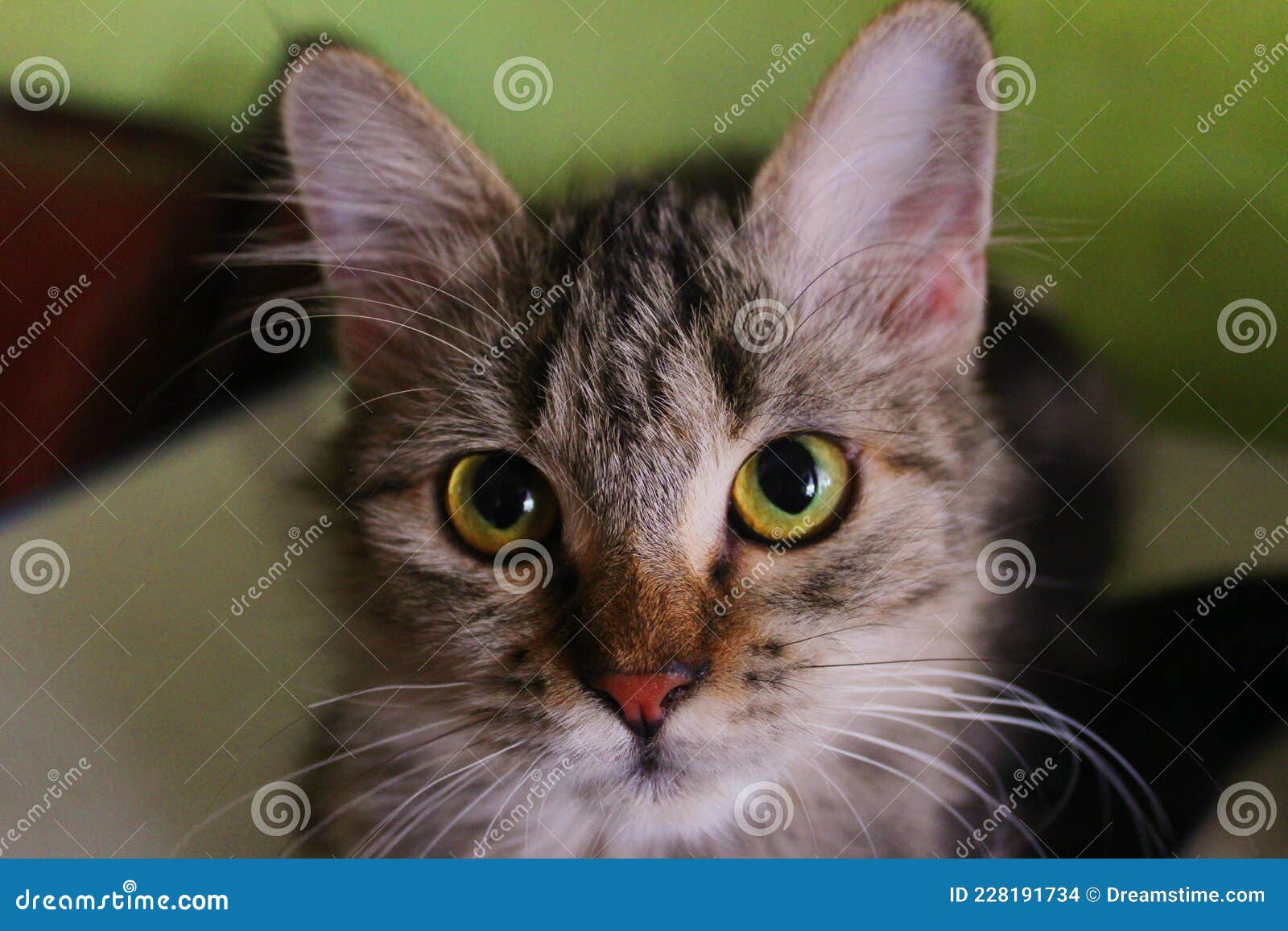 Cute Kitty Cat and Confused Stock Photo - Image of wildcat, mammal ...