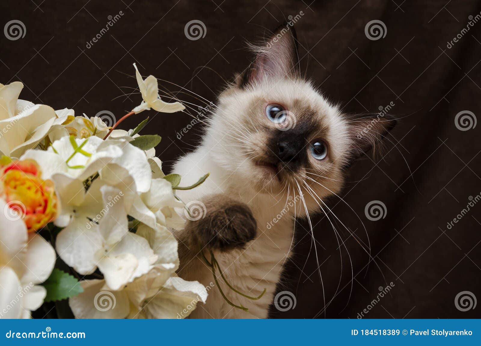 Cute Kitty with flowers stock image. Image of animal - 184518389