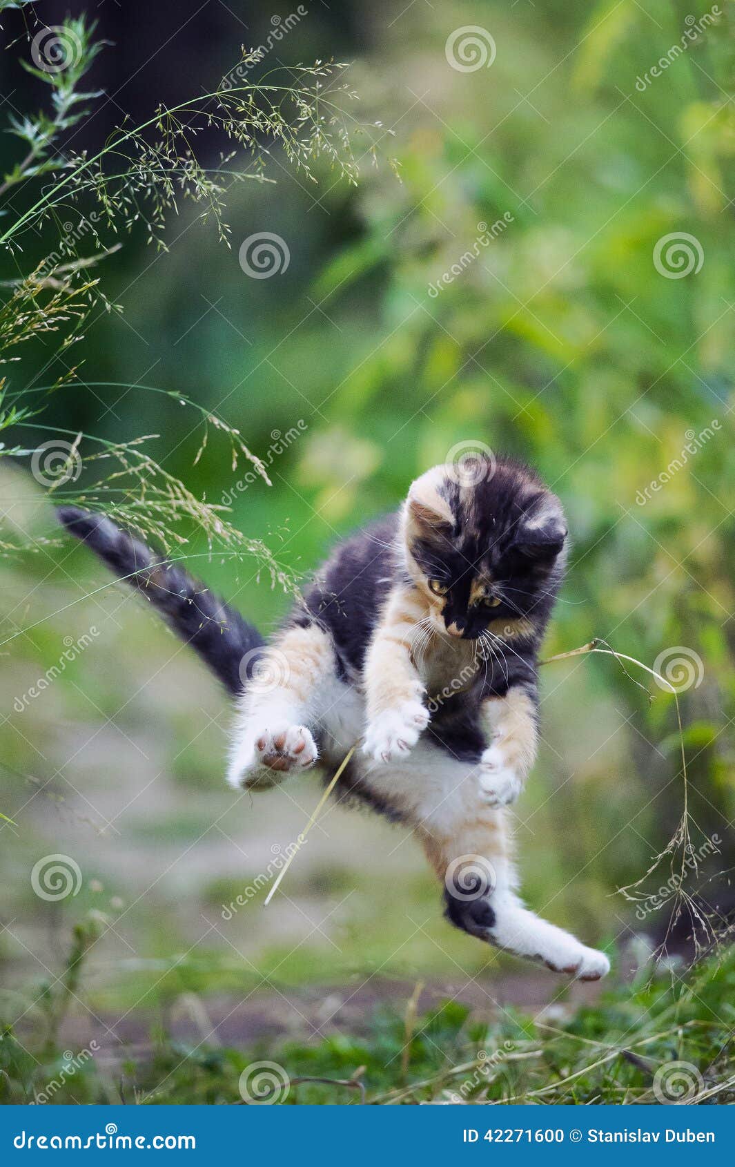 Cute kitty in funny jump stock photo. Image of ears, fight - 42271600
