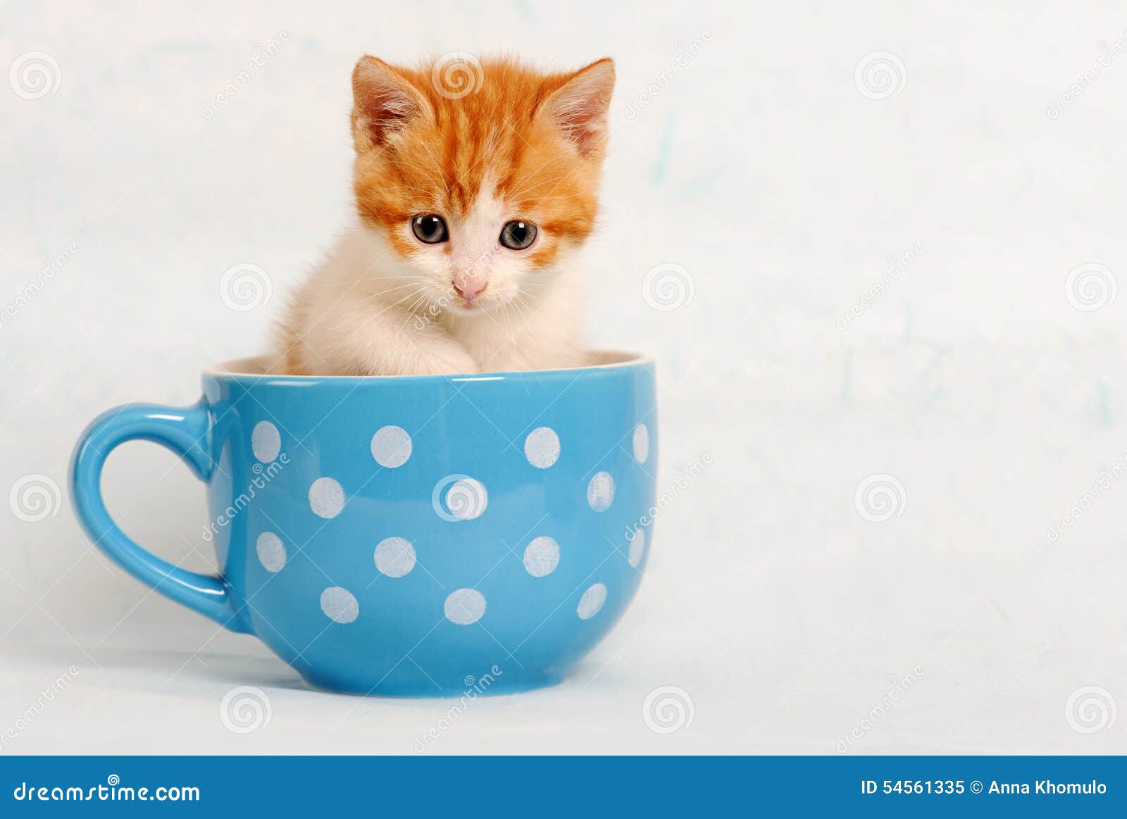 Cute kitty stock image. Image of animal, domestic, cute - 54561335