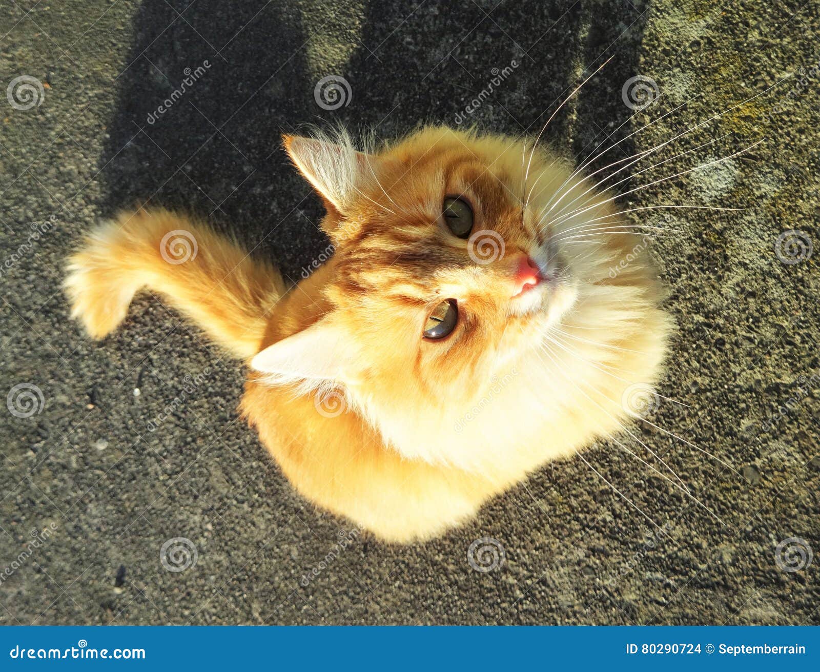 A Cute Kitty Looking at You Stock Photo - Image of cute, fall: 80290724