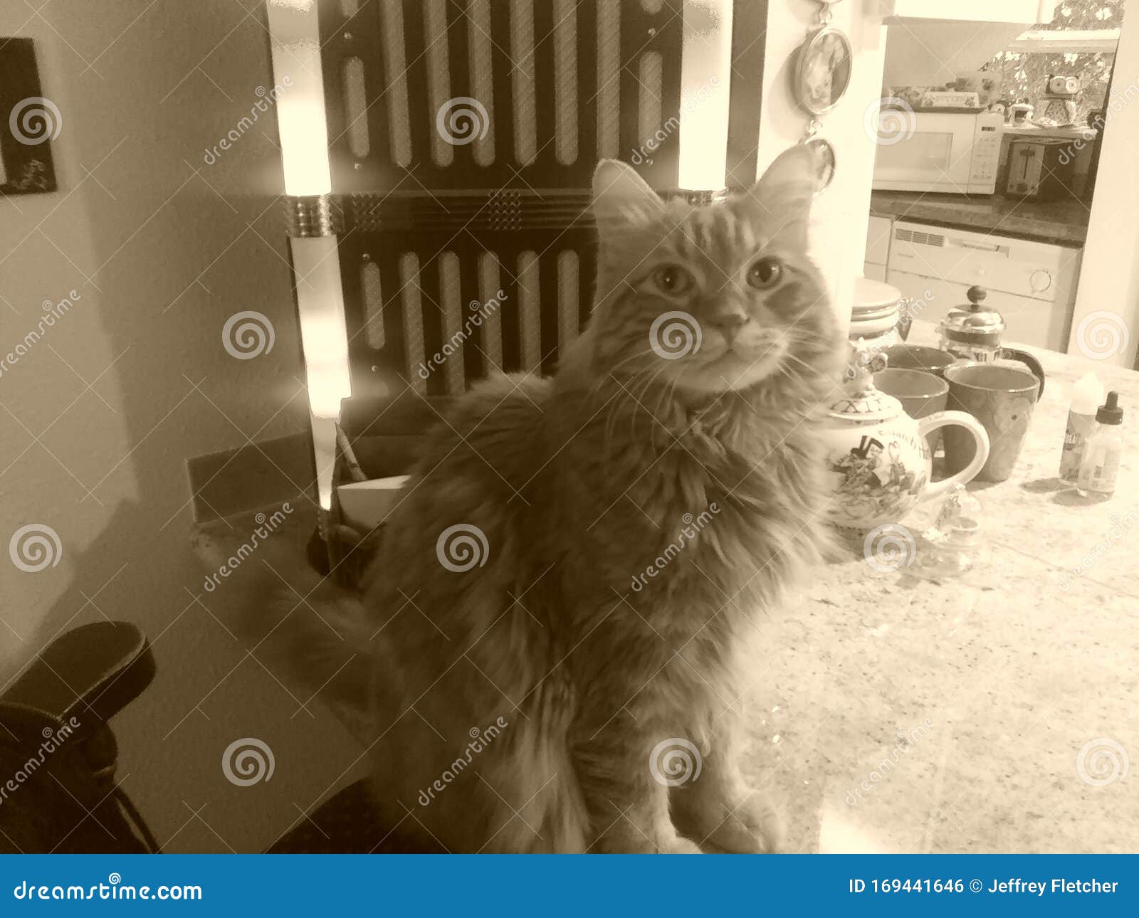 Cute kitty meow stock photo. Image of meow, cute, stare - 169441646