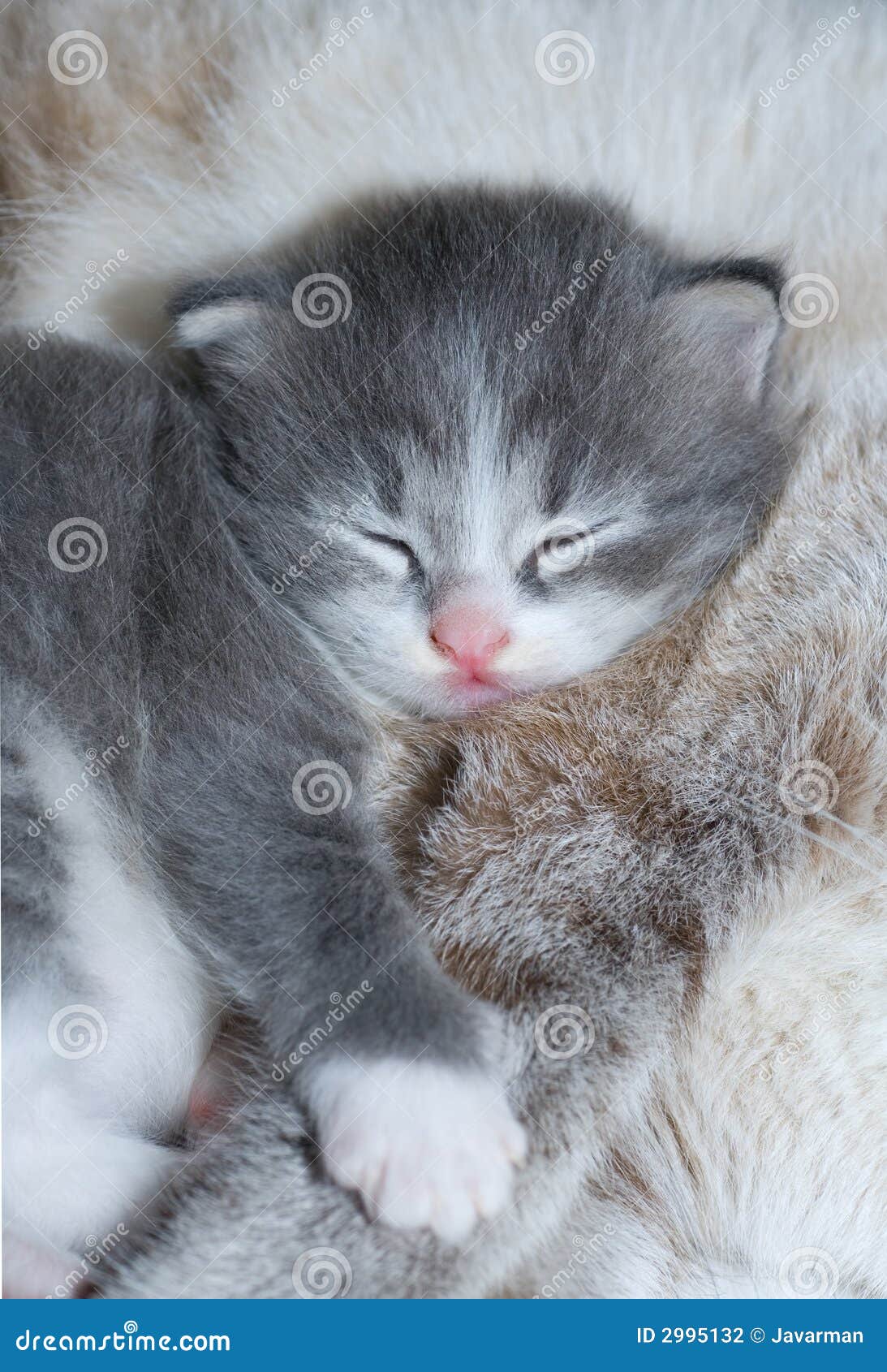 Cute kitty sleeping stock photo. Image of ears, relaxation - 2995132