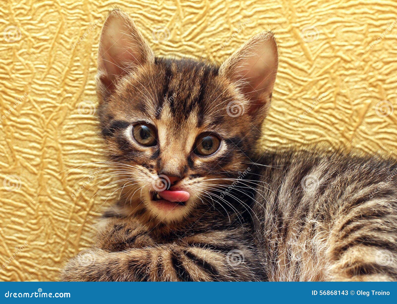 Cute kitty stock image. Image of playful, pretty, kitty - 56868143