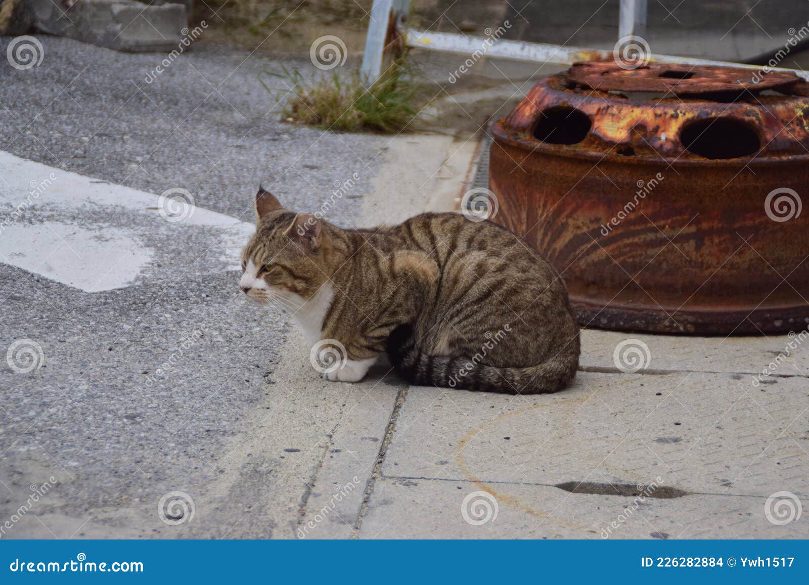 Cute kitty by the street stock photo. Image of creature - 226282884