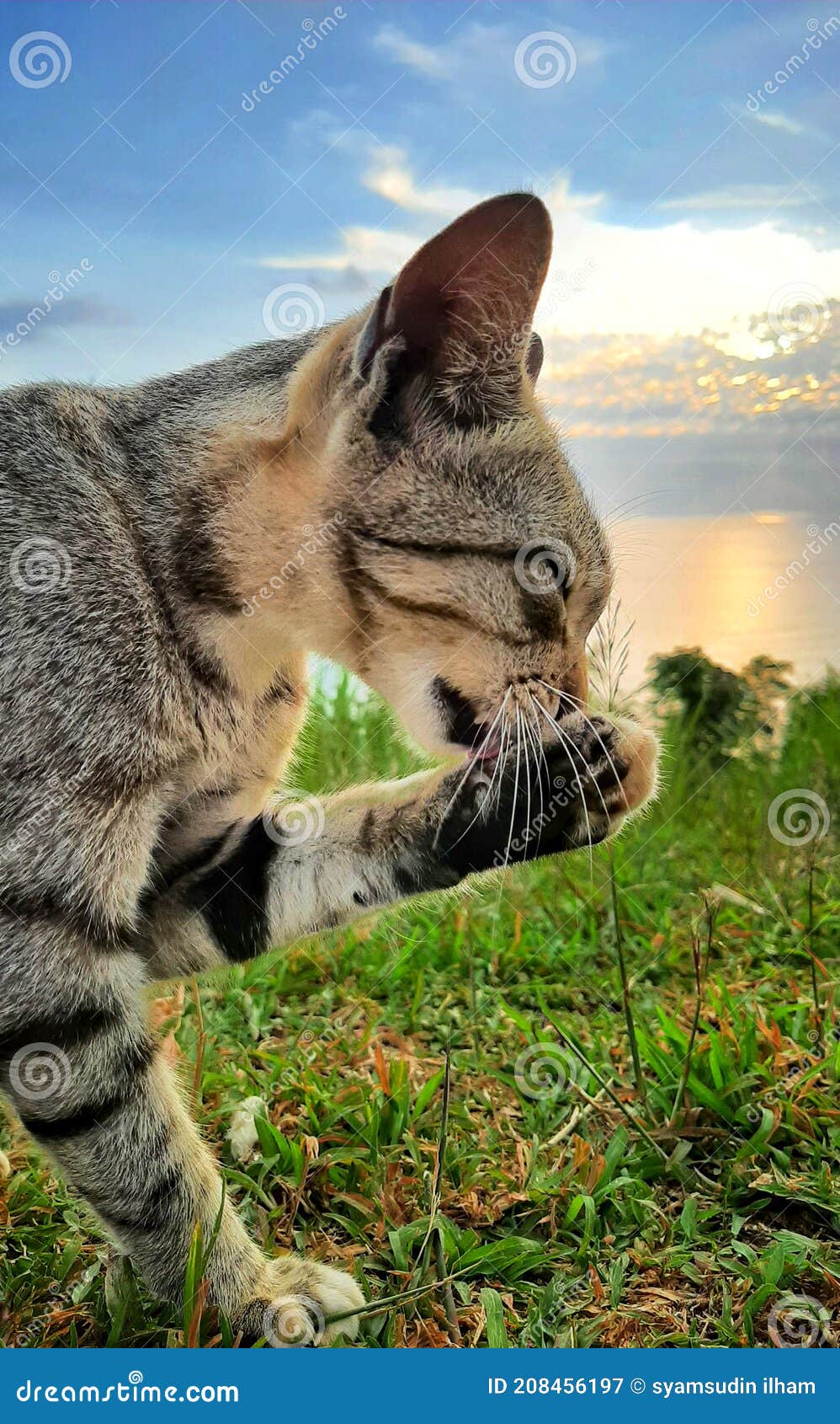 Cute kitty sunset stock image. Image of grass, wildlife - 208456197