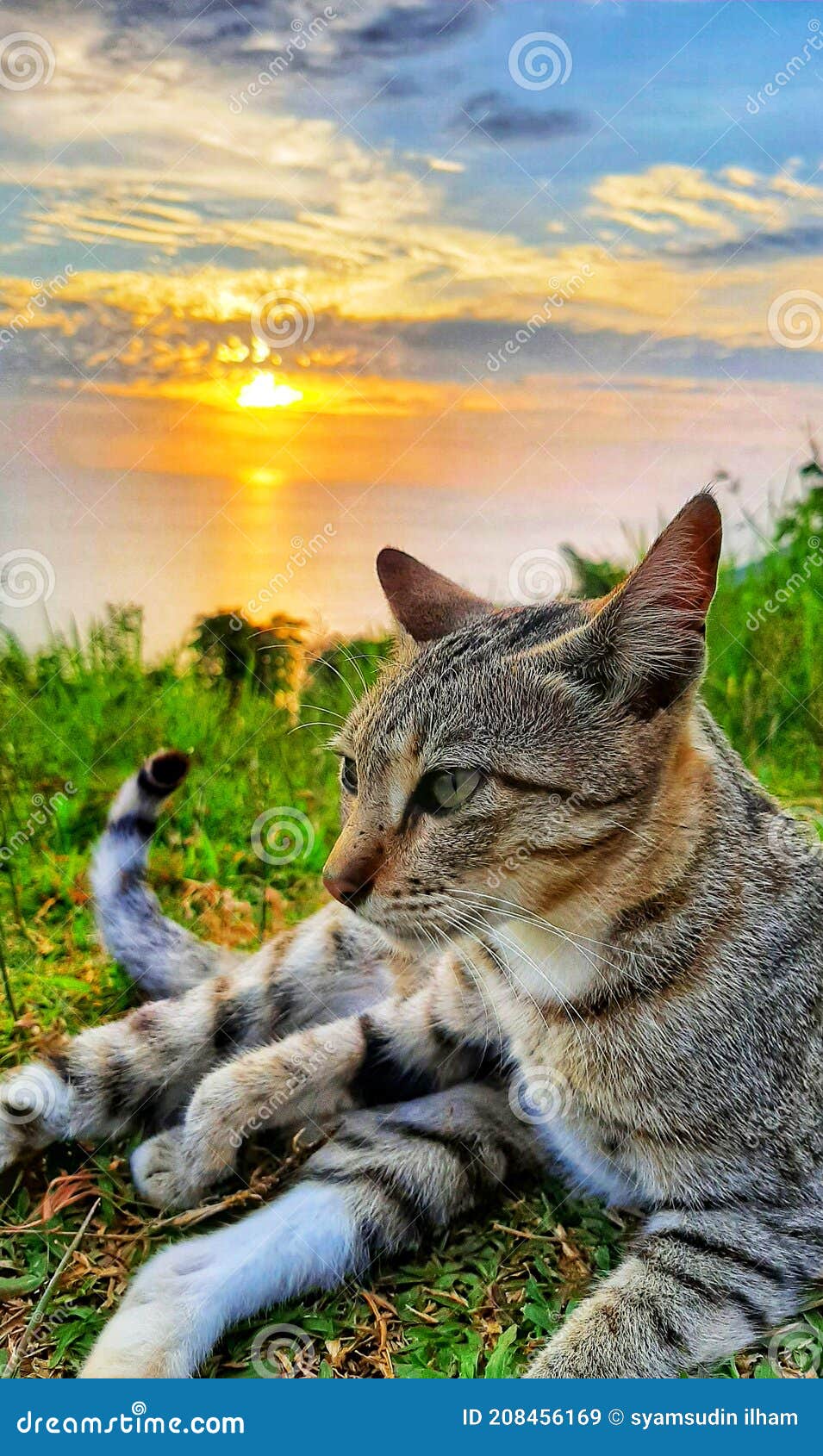 Cute kitty sunset stock image. Image of kitten, cute - 208456169