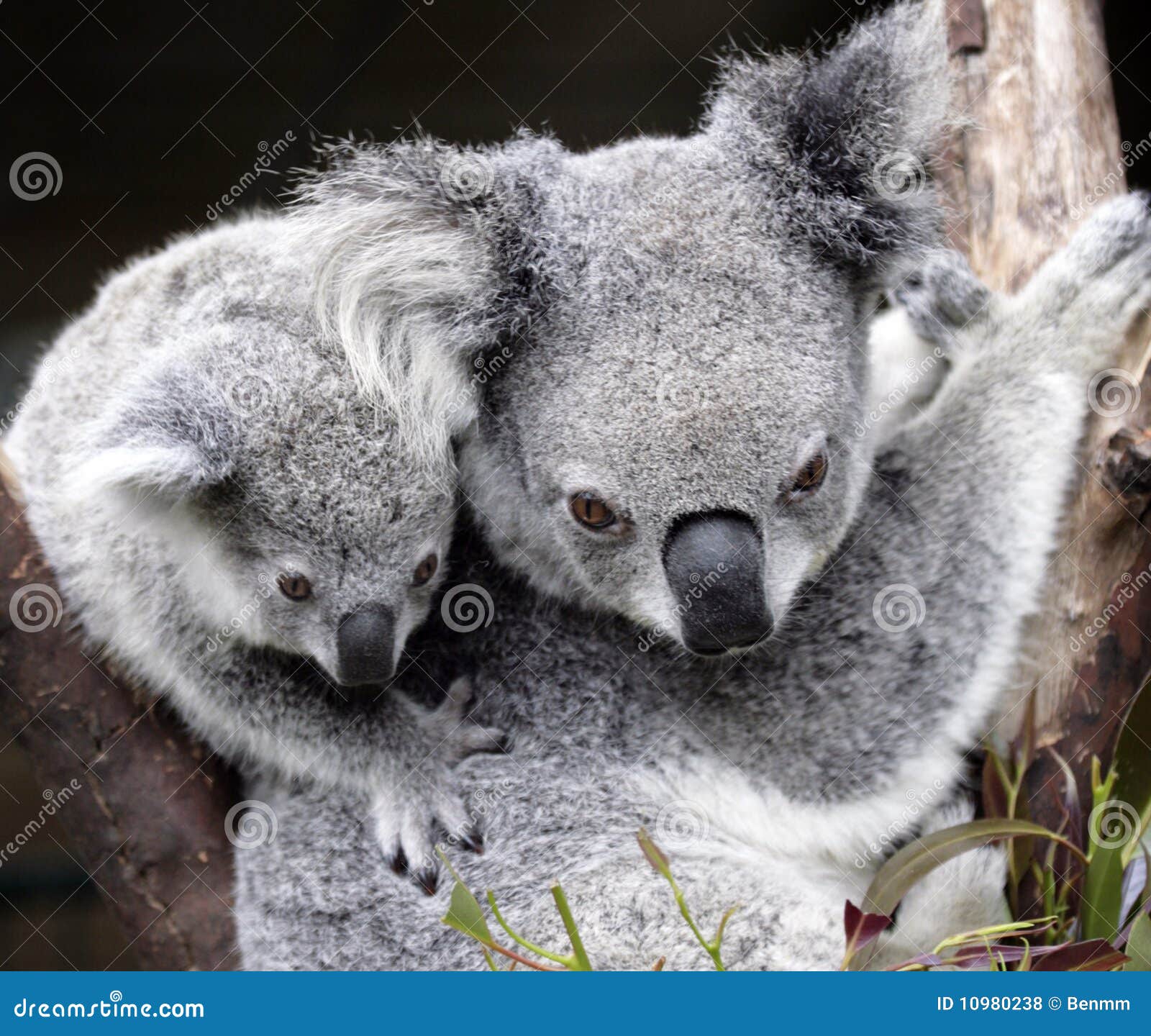 Cute koala stock photo. Image of herbivore, animal, mammal - 10980238