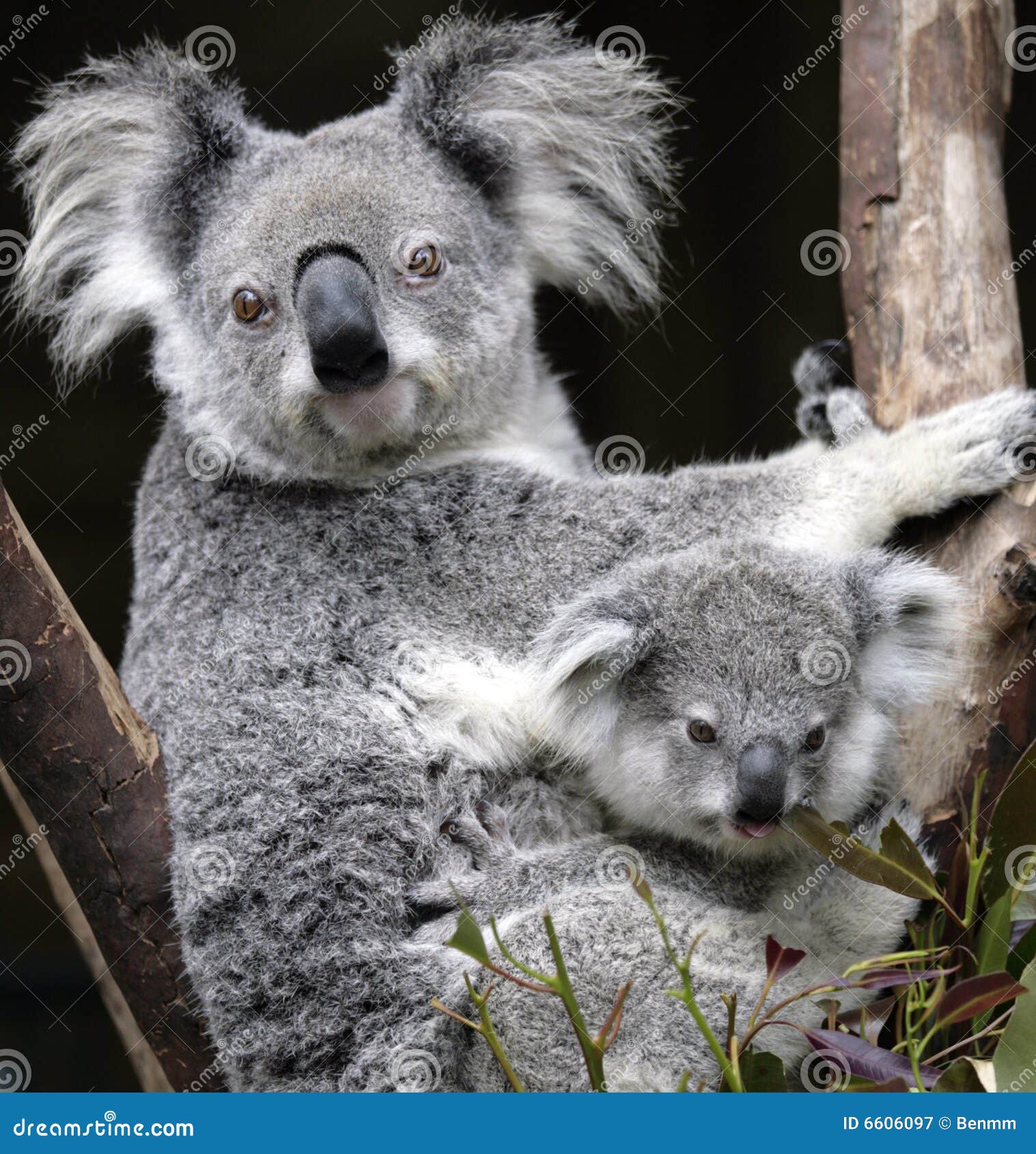 Image Of Cute Koala