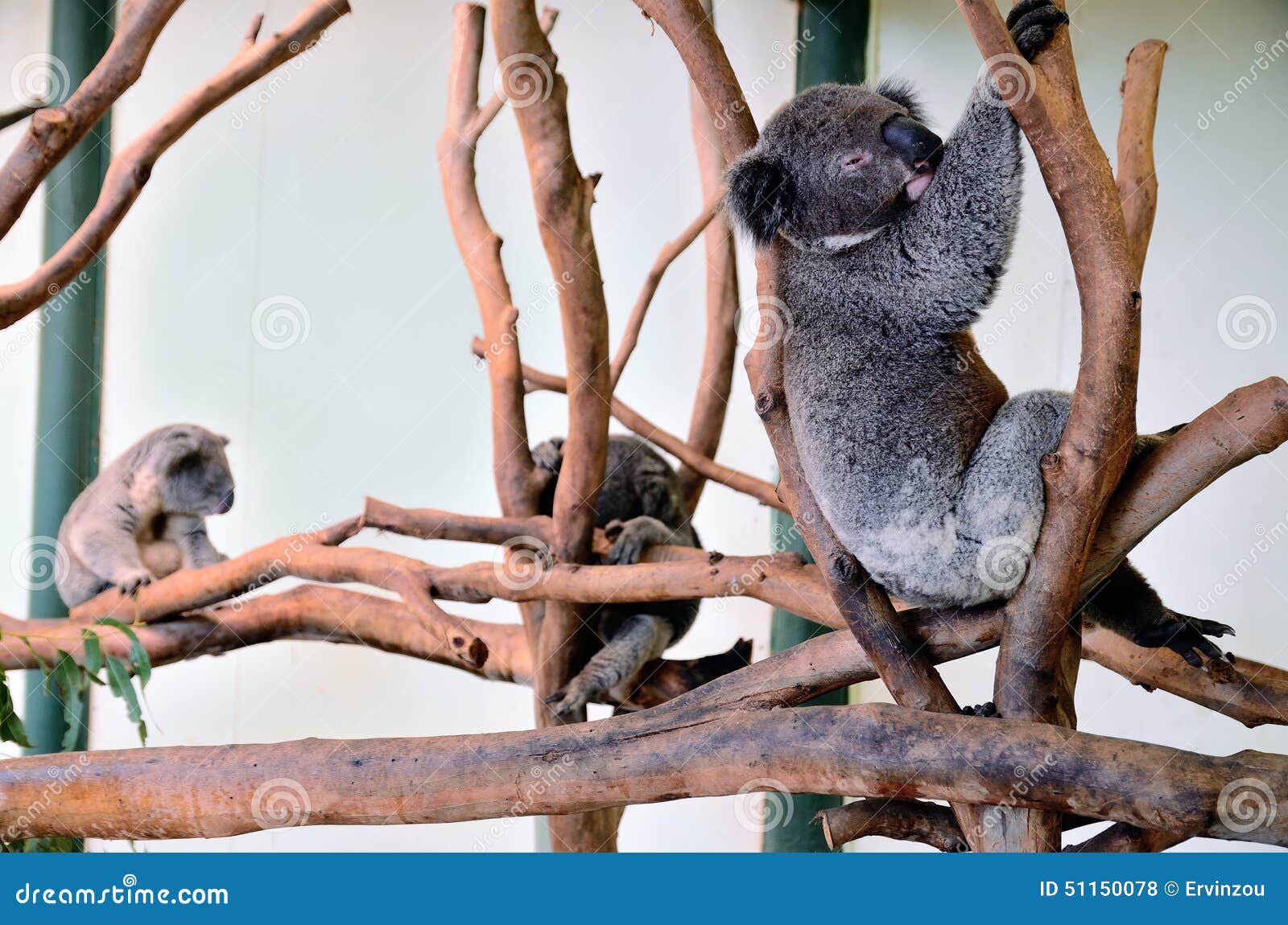 Cute Koala Stock Photo | CartoonDealer.com #51150078