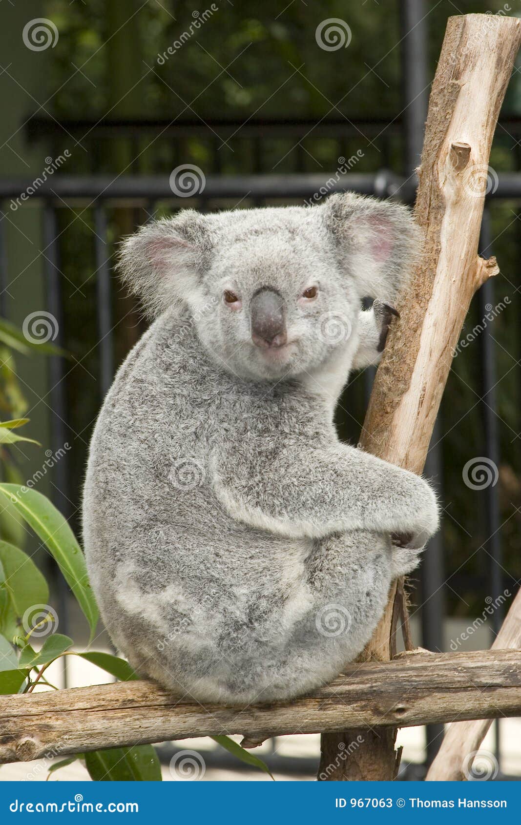 A Cute Koala Bear at Australia Zoo Stock Image - Image of koala ...