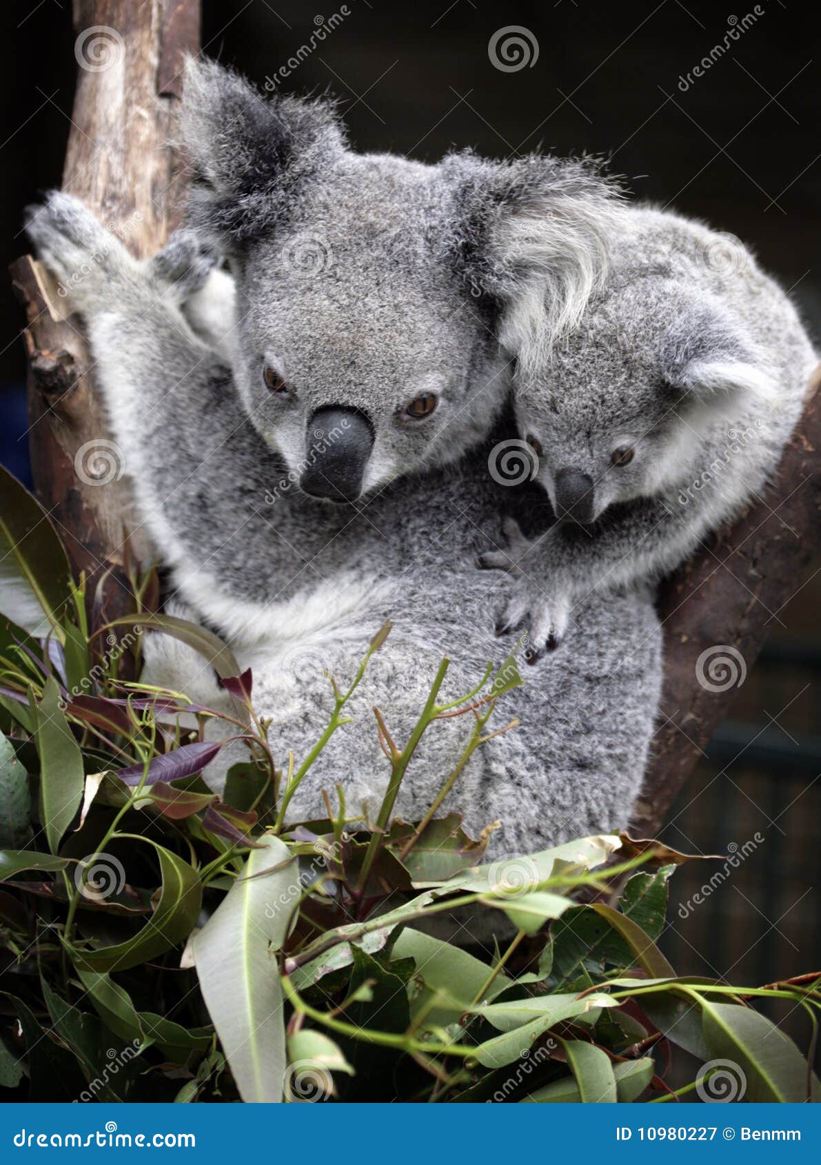 Koala Bear Cubs