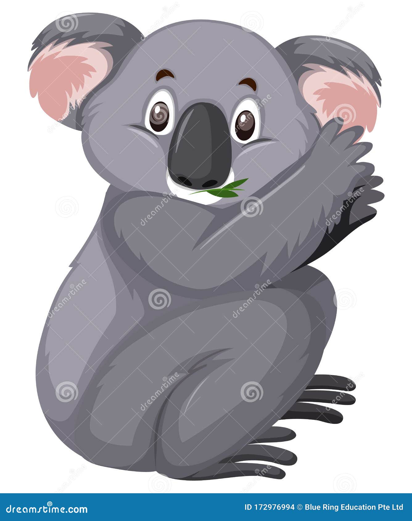 Cute Koala Eating Leaves on White Background Stock Vector ...