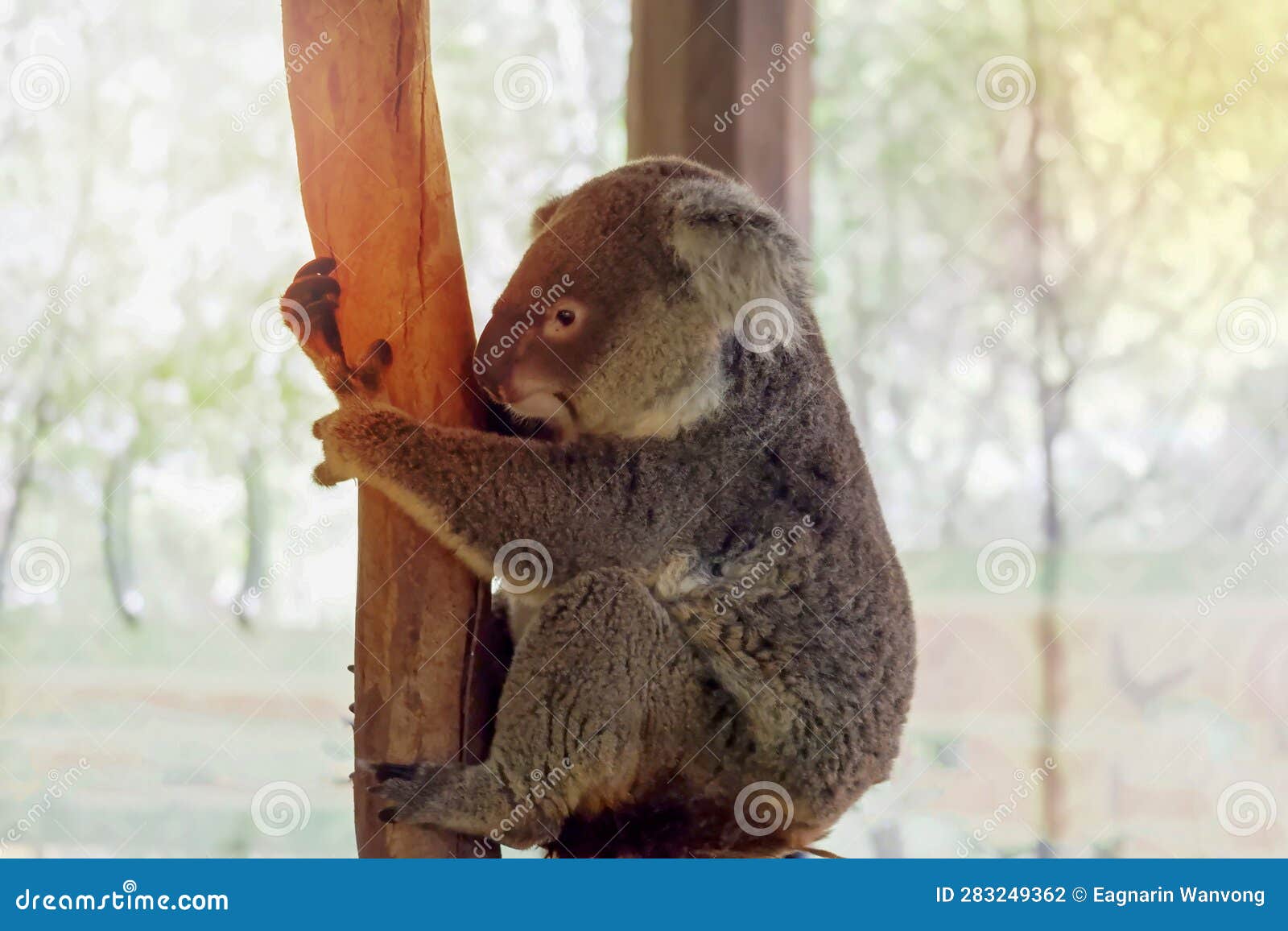 Cute Koala Holding a Tree in the Zoo Stock Photo - Image of resting ...