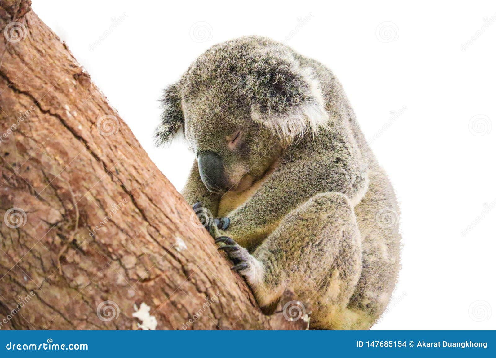 A Cute Koala And Its Joey Sleeping In The Fork Of A Native Gum Tree ...