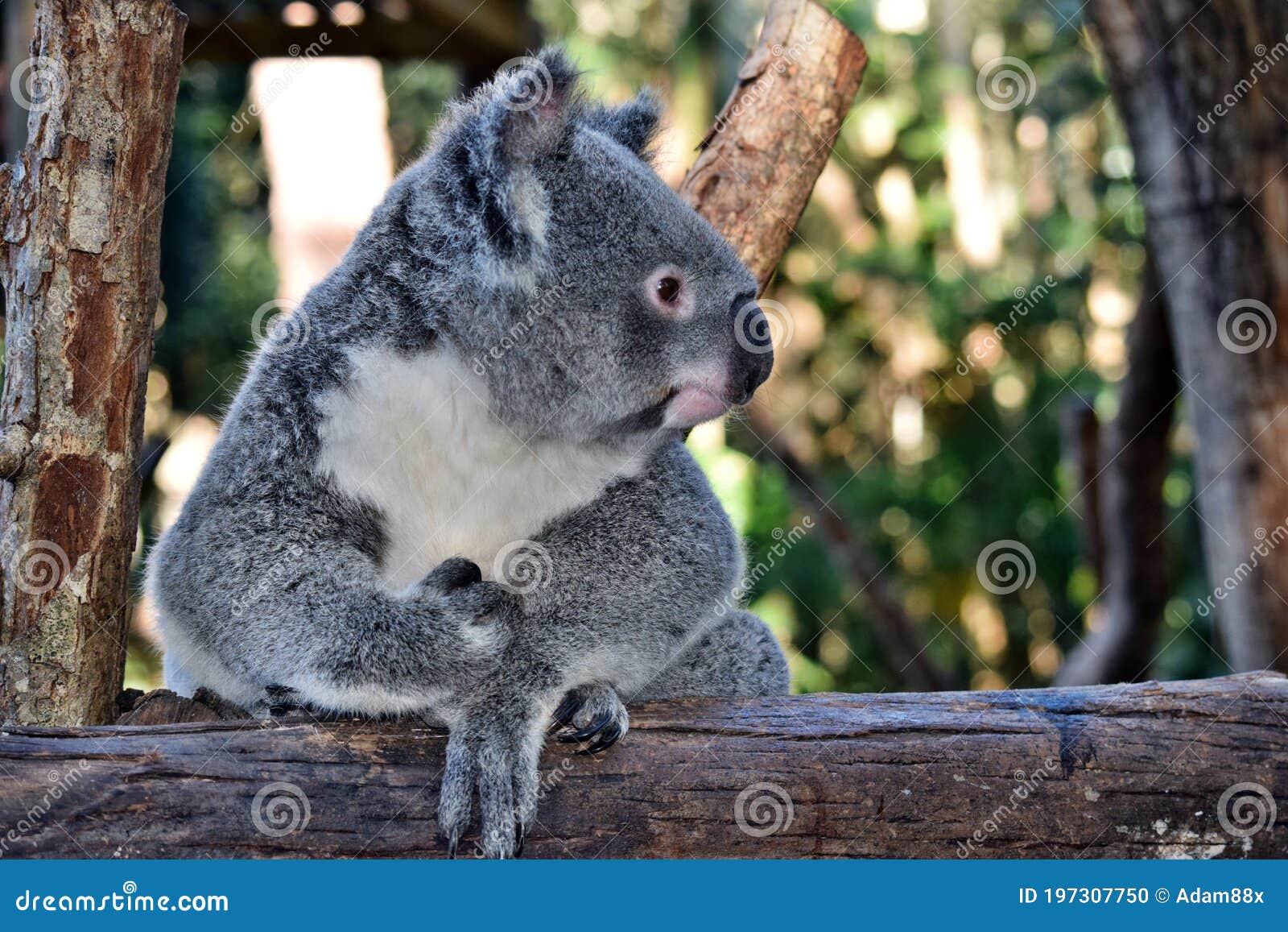 Cute Koala Looking on a Tree Branch Eucalyptus Stock Photo - Image of ...