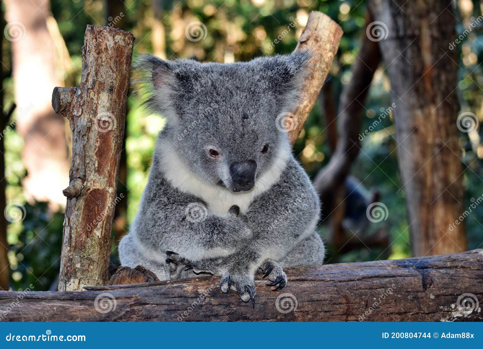 Cute Koala Looking on a Tree Branch Eucalyptus Stock Photo - Image of ...