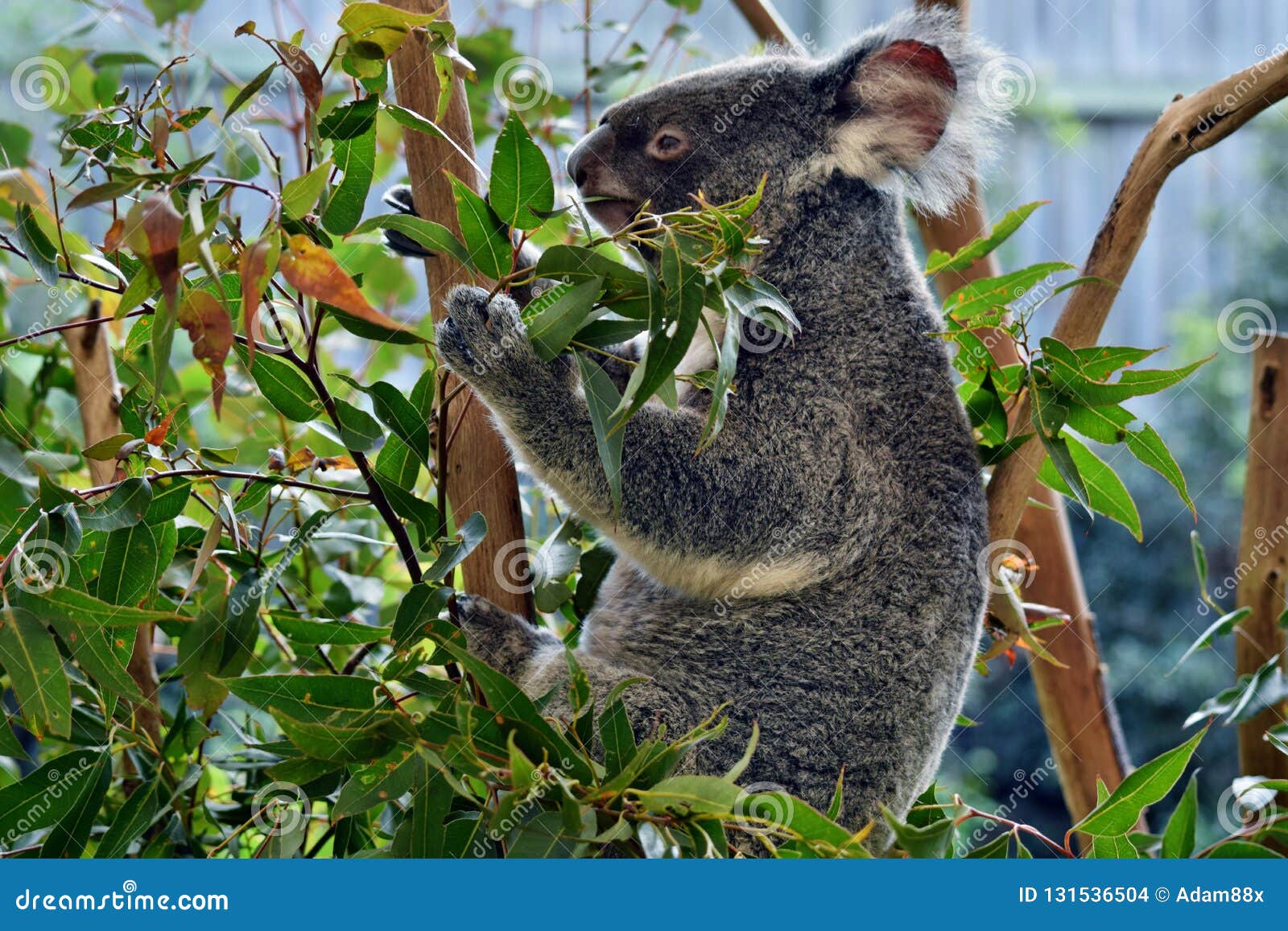 Cute Koala is Sitting on a Tree Branch Eucalyptus Stock Photo - Image ...