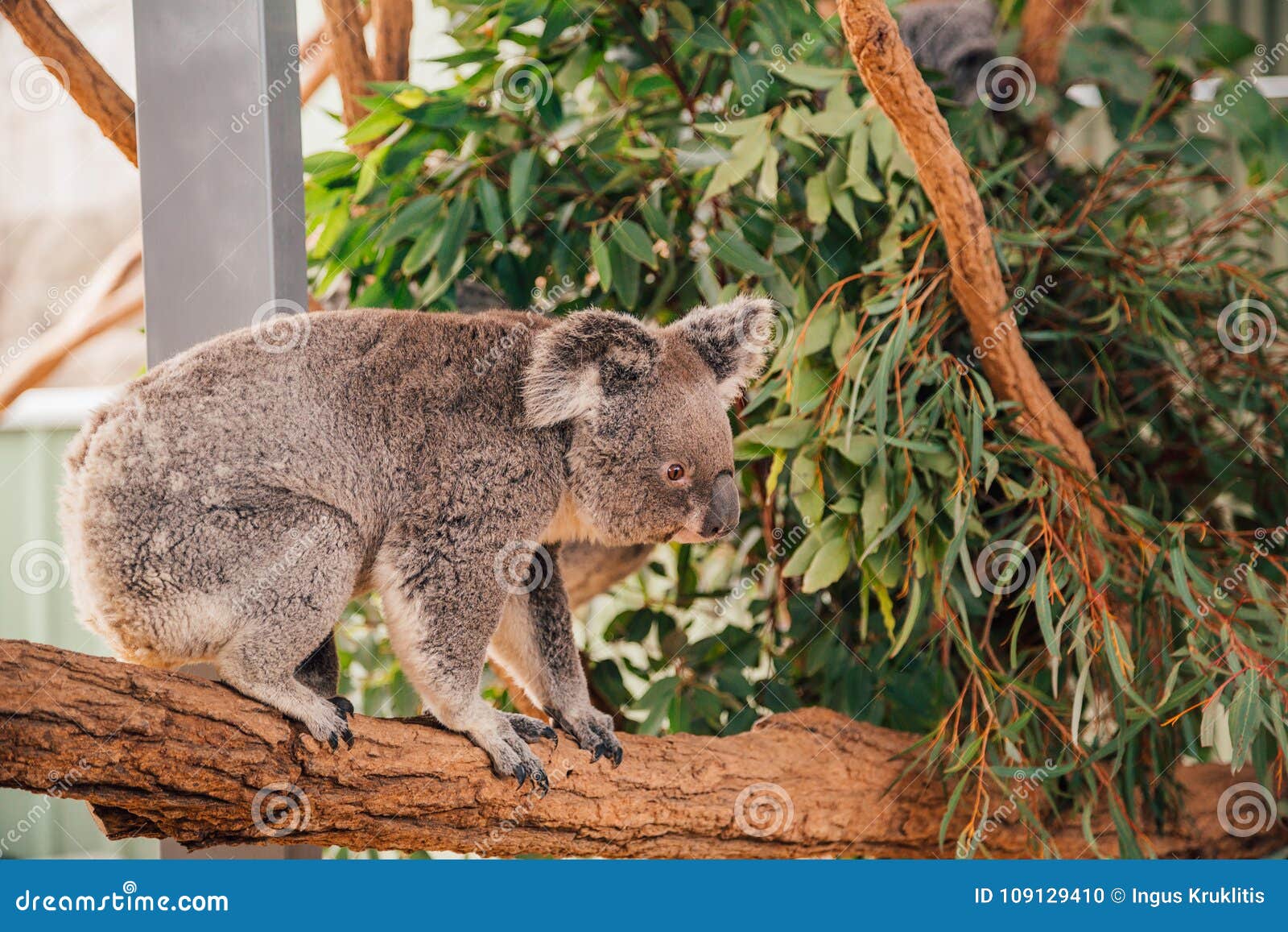 Cute Koala Playing in a Tree Stock Photo - Image of grey, cute: 109129410