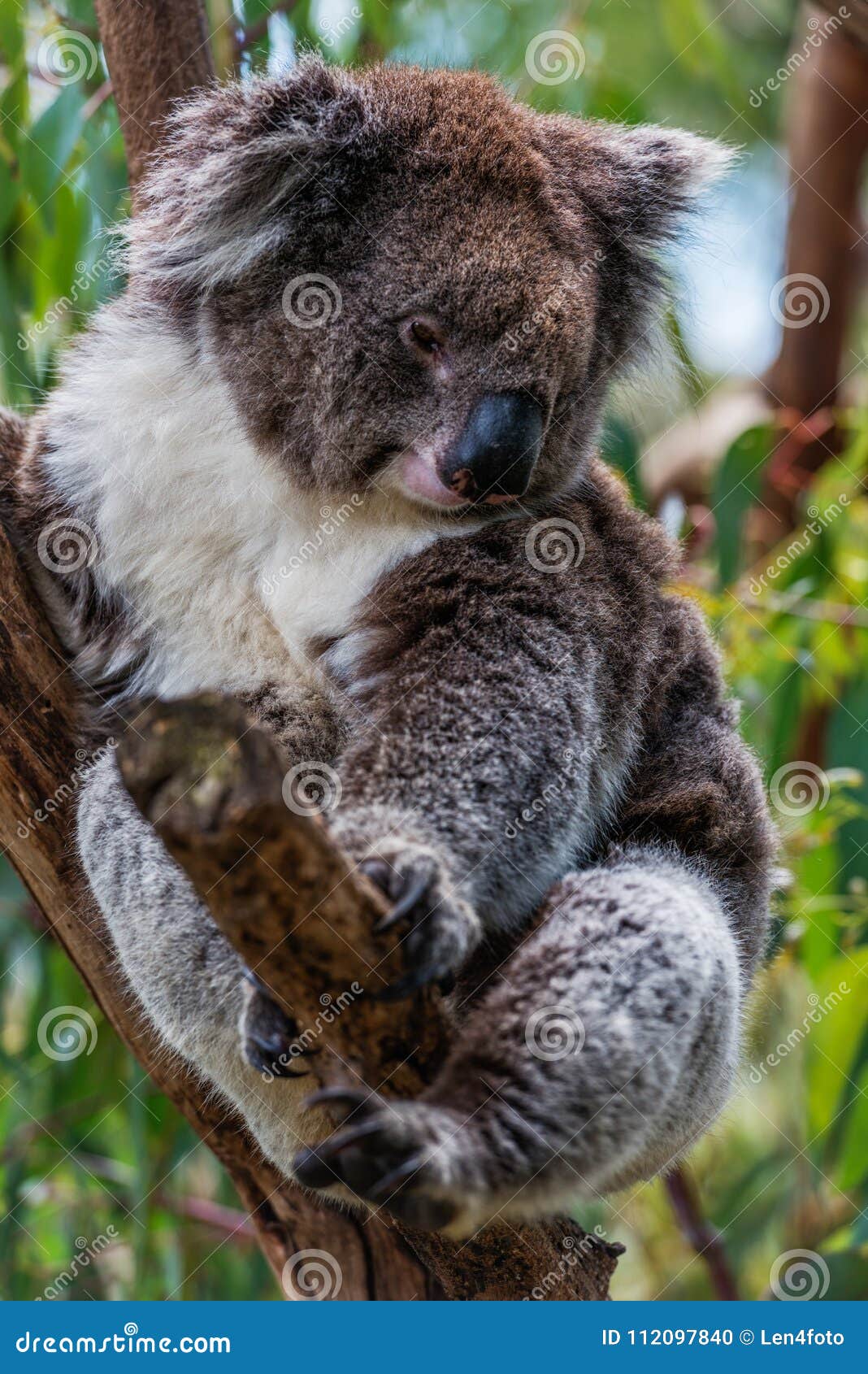 cute-koala-portrait-cute-koala-sitting-gum-tree-112097840.jpg (958×1300)