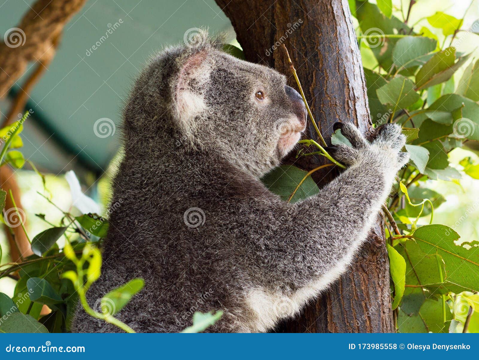A Cute Koala Relaxing on Eucalyptus Tree with Green Leafs at the ...