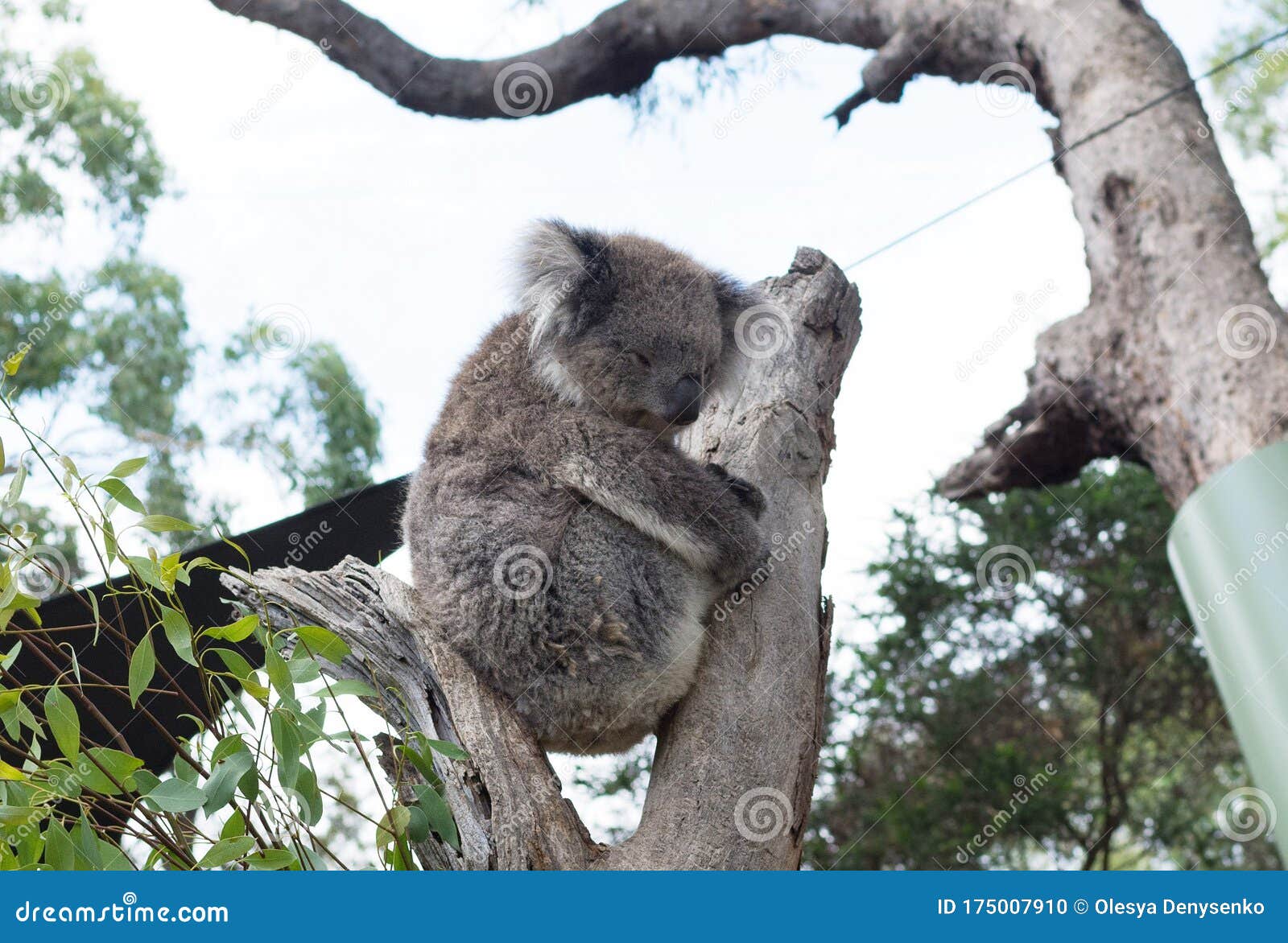 A Cute Koala Relaxing on Eucalyptus Tree with Green Leafs at the ...
