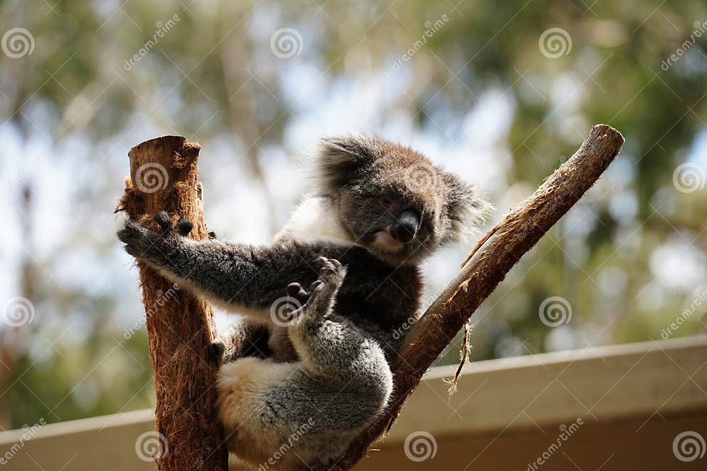 A Cute Koala Relaxing on a Tree in Australia Stock Image - Image of ...