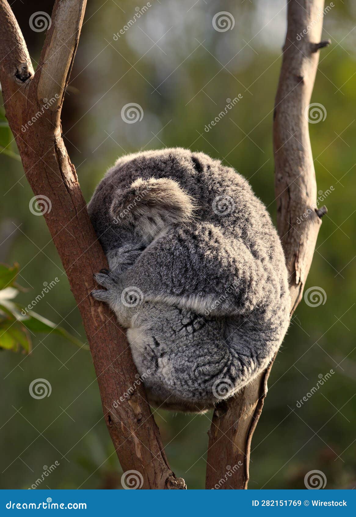 Cute Koala Resting between Tree Branches. Stock Image - Image of ...