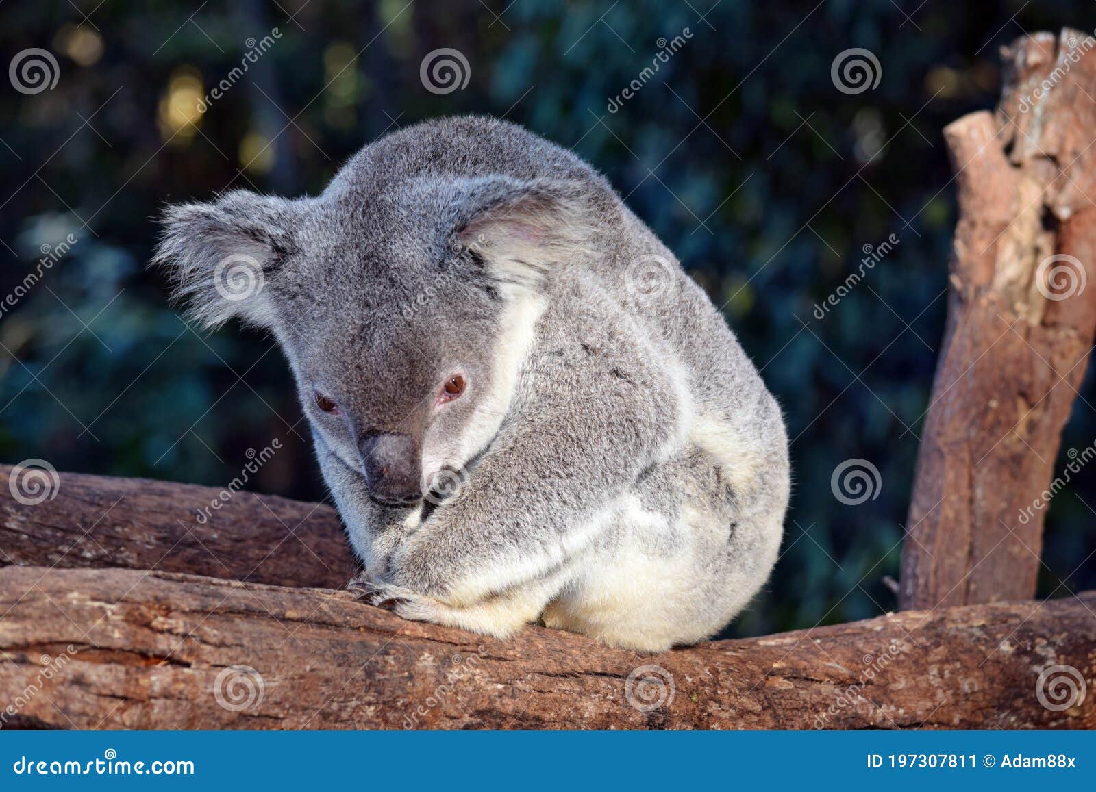 Cute Koala Sitting on a Tree Branch Eucalyptus Stock Image - Image of ...
