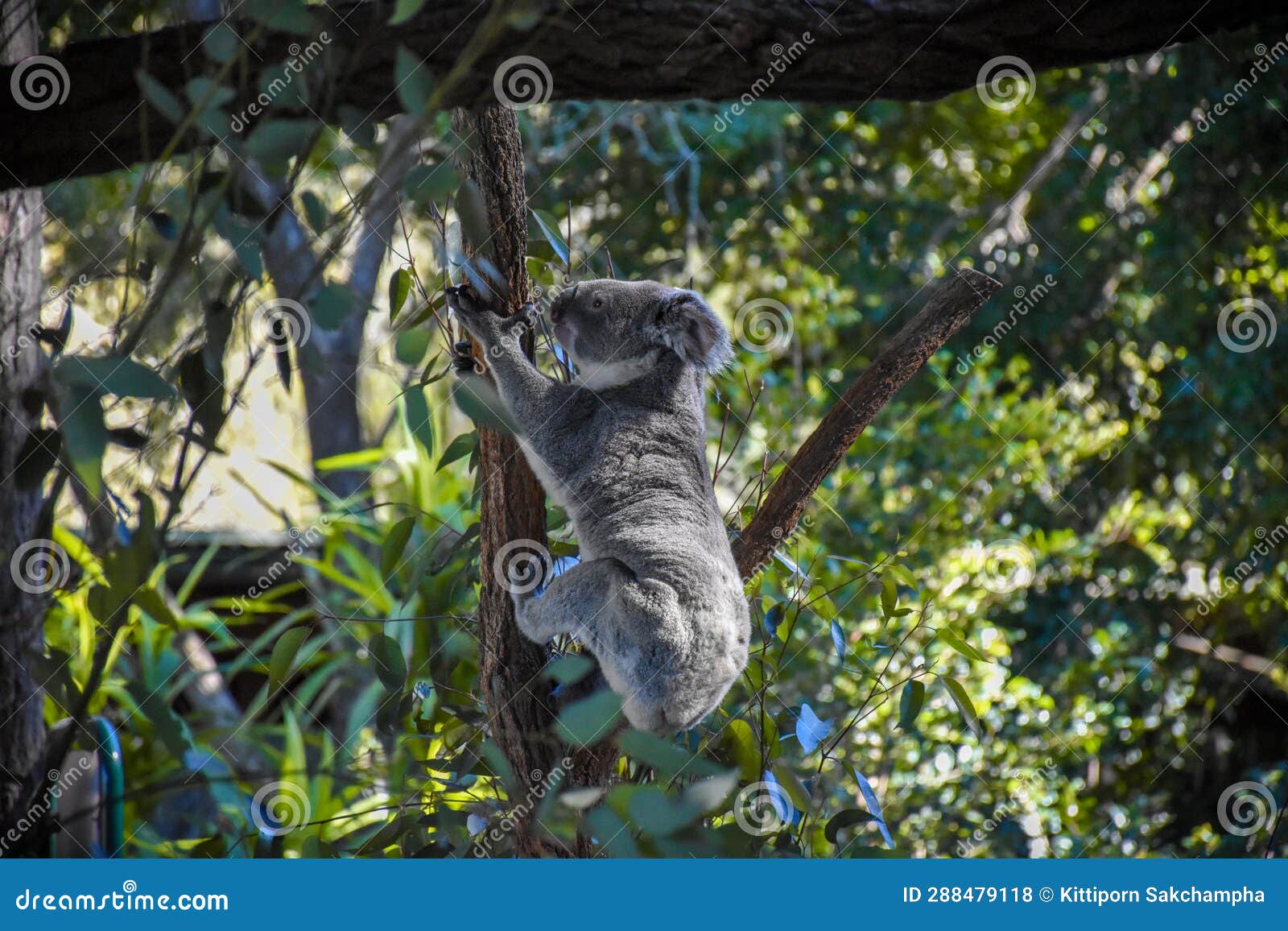 Cute Koala on the Tree the Background is a Forest of Trees,Soft ...