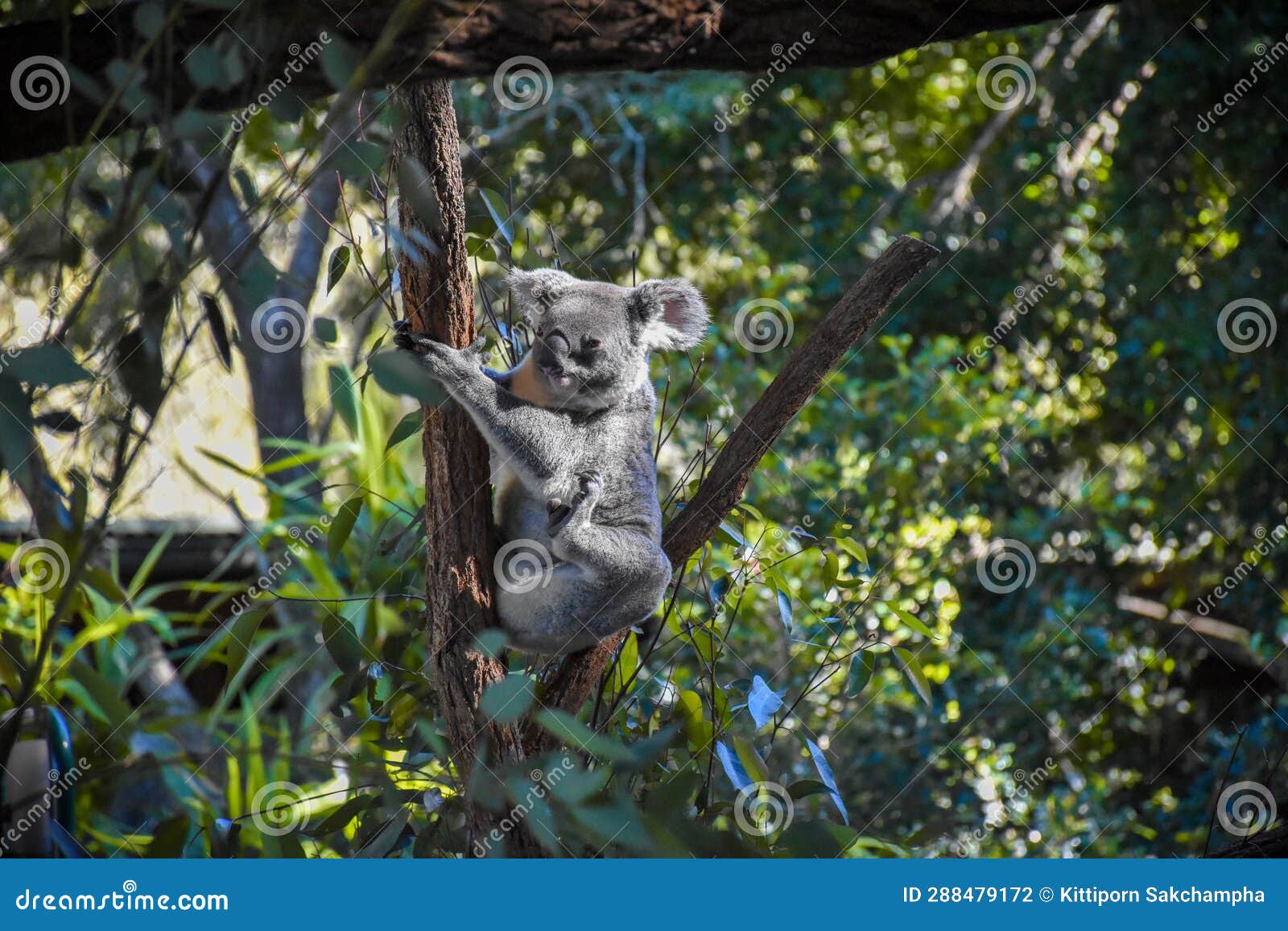 Cute Koala on the Tree the Background is a Forest of Trees,Soft ...