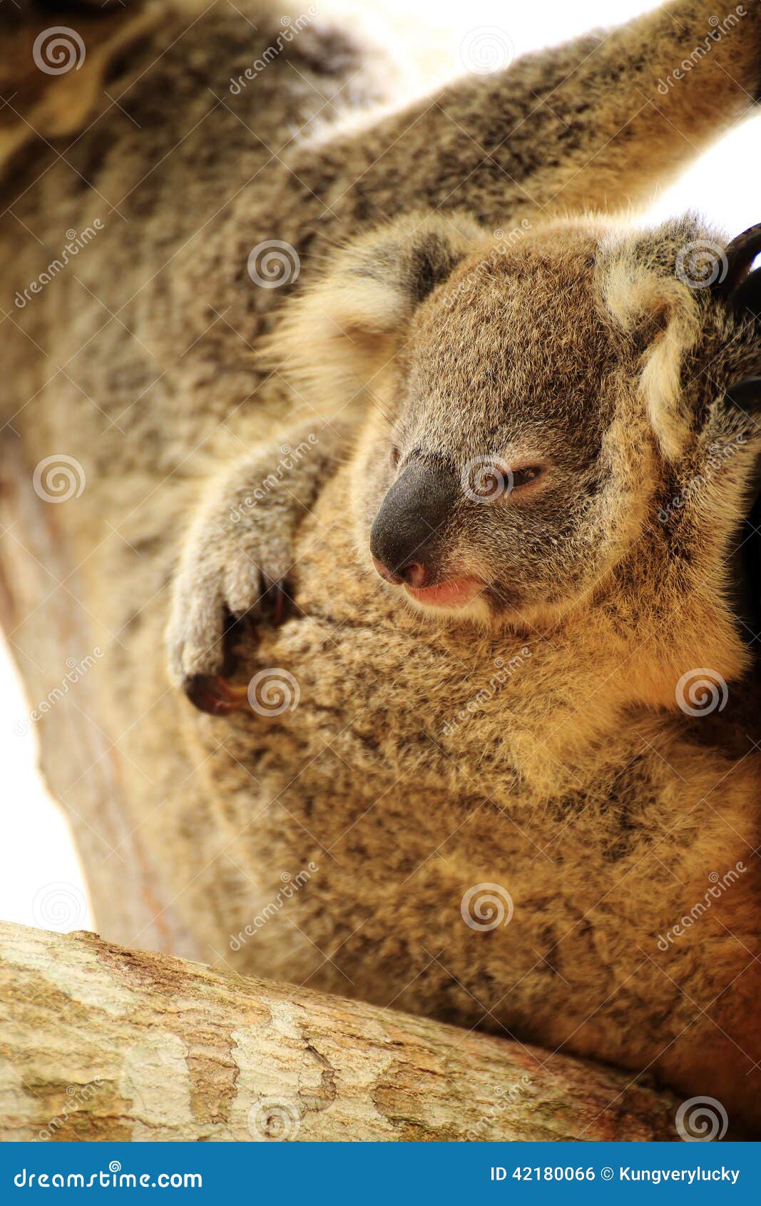 Cute Koala on the tree stock photo. Image of face, australia - 42180066