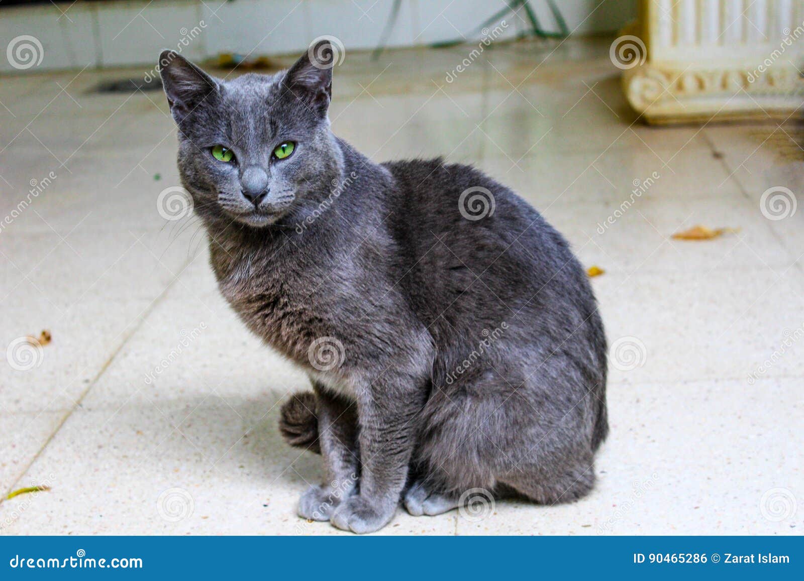 Cute Korat cat stock photo. Image of face, animal, breed - 90465286