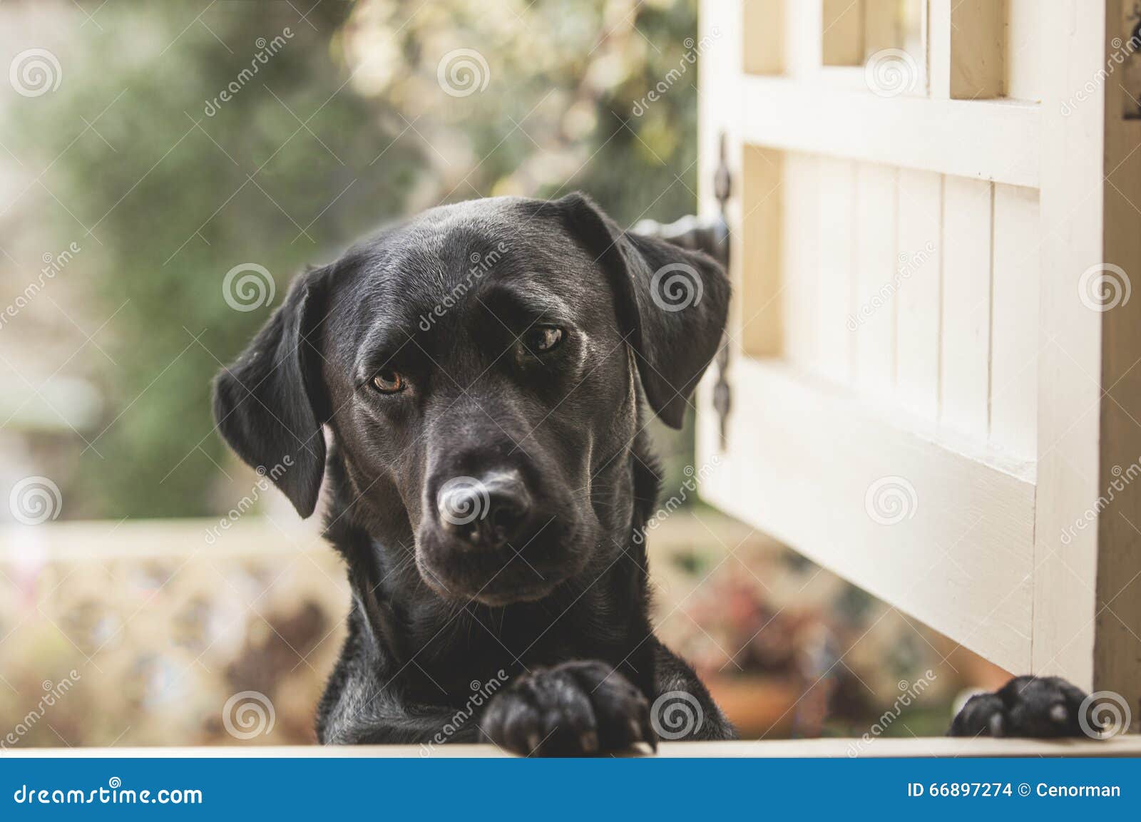Cute lab puppy stock photo. Image of puppy, outdoors - 66897274