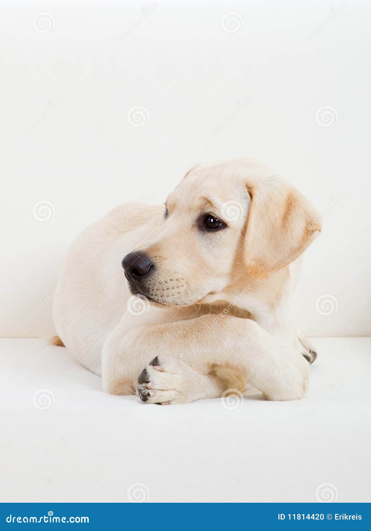Cute Labrador Puppy Dog Lying Down In Grass With Tennis Ball And Eating ...