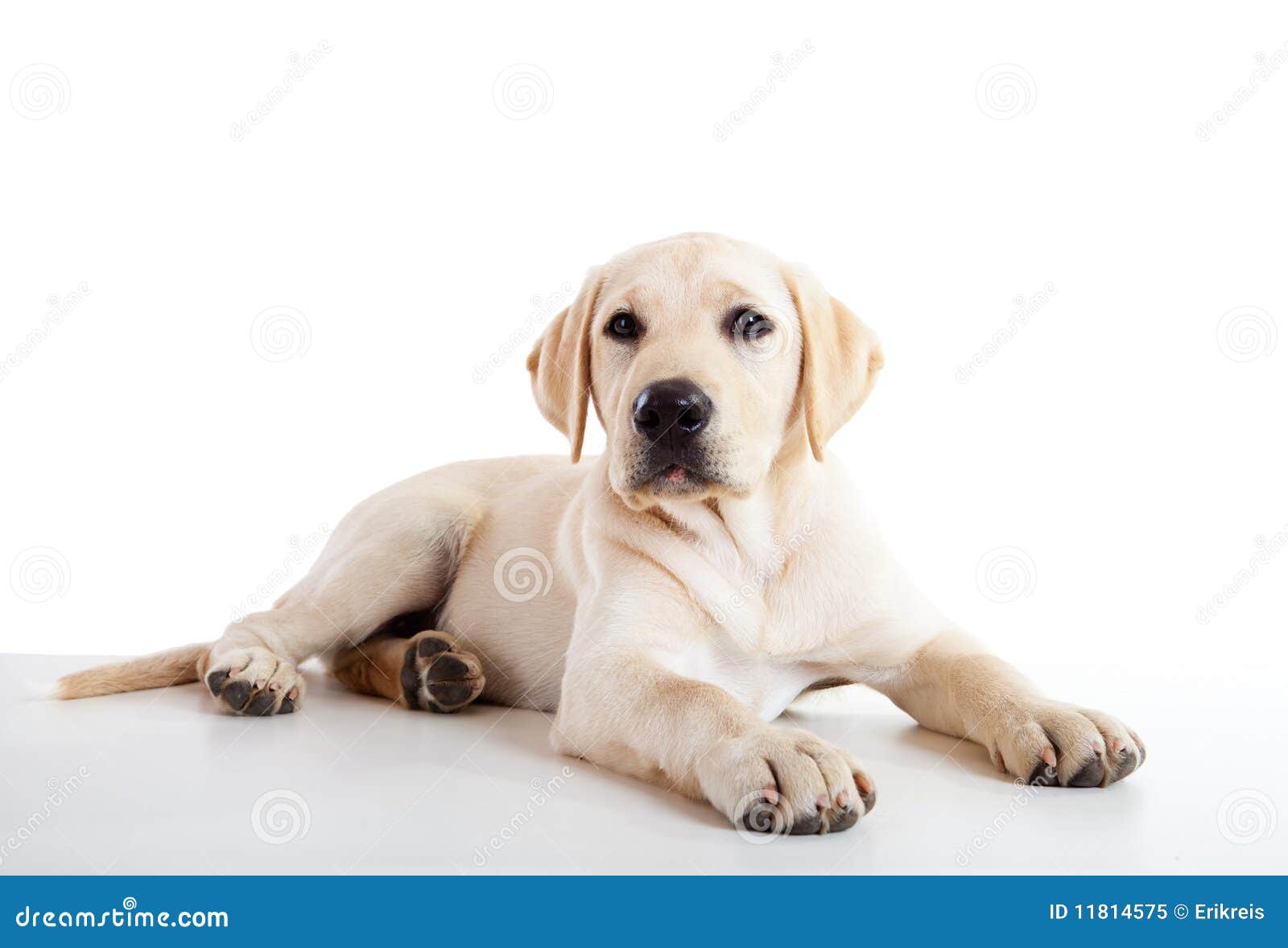 Cute Labrador Puppy Dog Lying Down In Grass With Tennis Ball And Eating ...