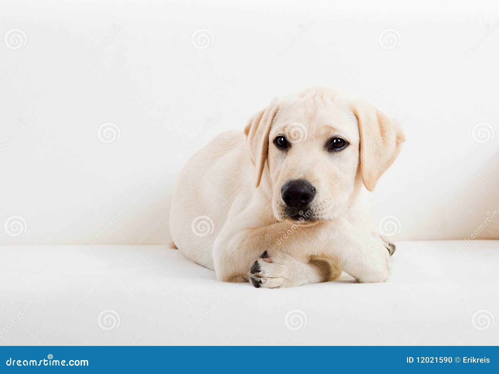 Cute labrador dog stock photo. Image of labrador, home - 12021590