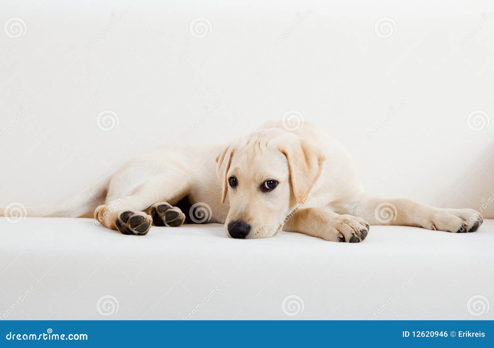 Cute labrador dog stock photo. Image of puppie, beautiful - 12620946