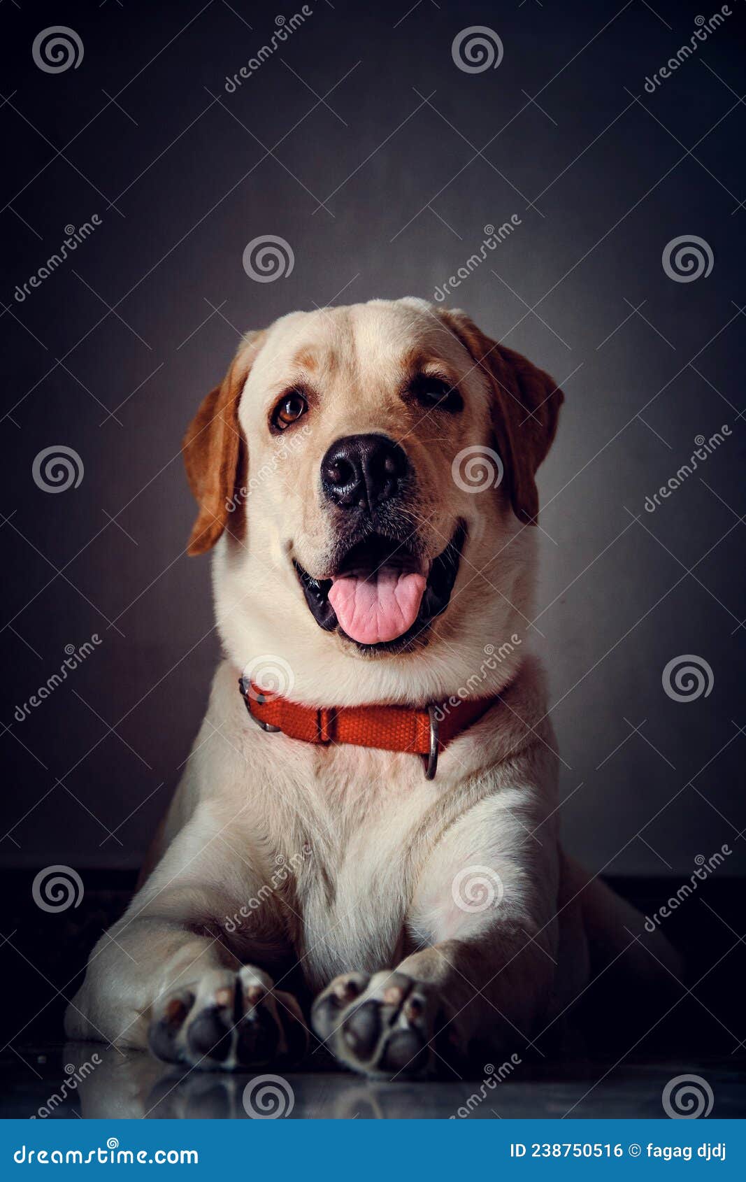 Cute Labrador Dog Sitting and Looking To Side . Stock Photo - Image of ...