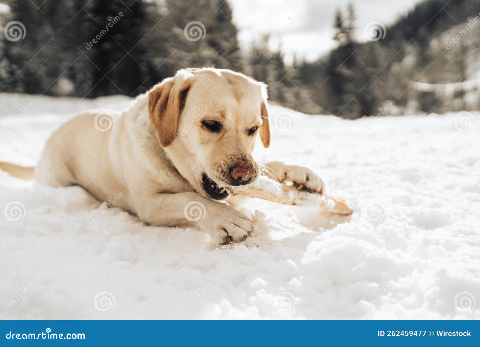 Cute Labrador Dog on a Snow Stock Image - Image of white, furry: 262459477