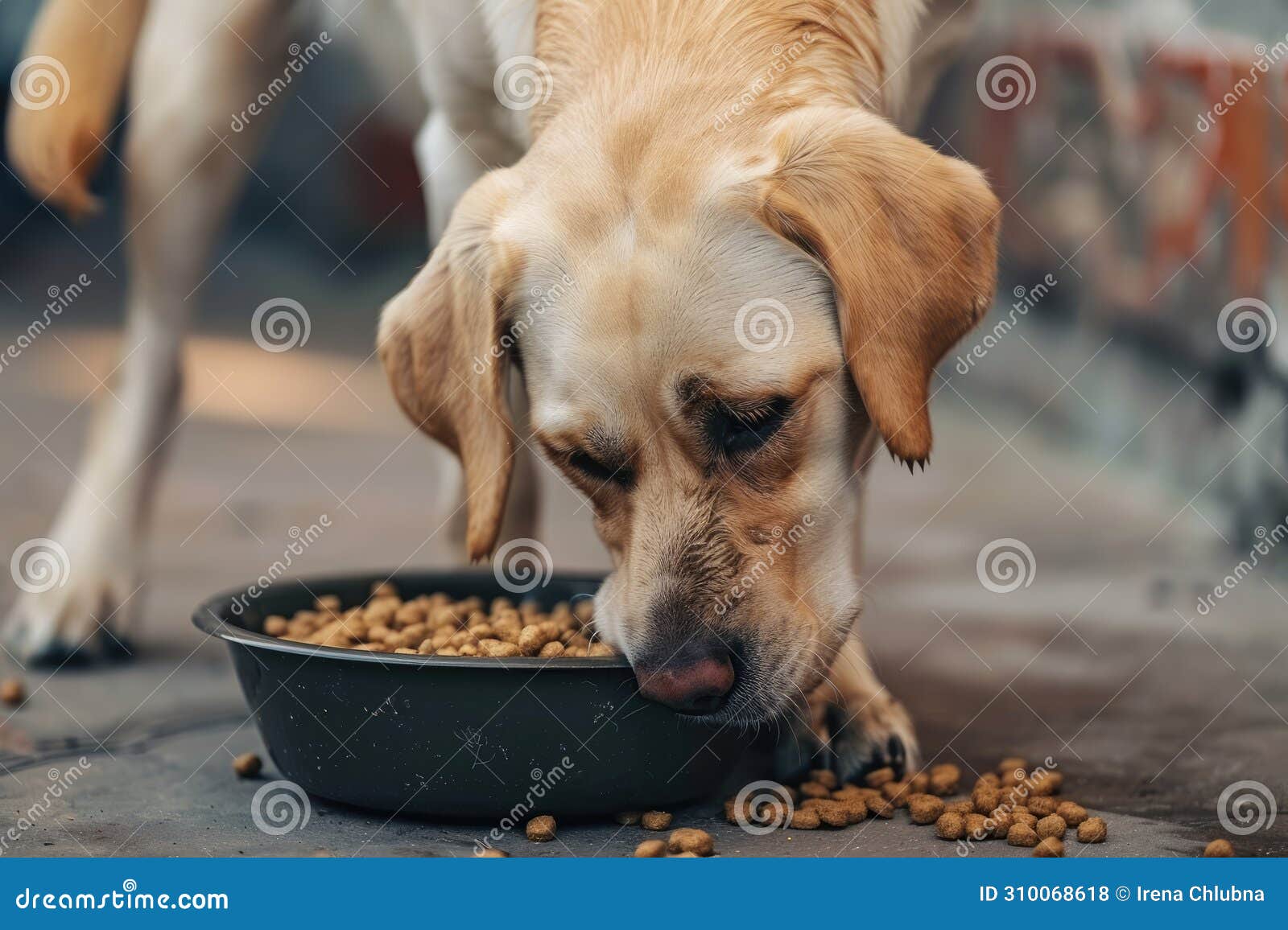 Cute Labrador Eating Dry Food from Bowl Stock Illustration ...