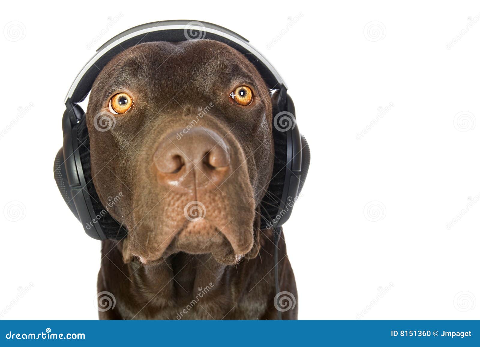 Cute Labrador with Headphones Lost in Music Stock Photo - Image of ...