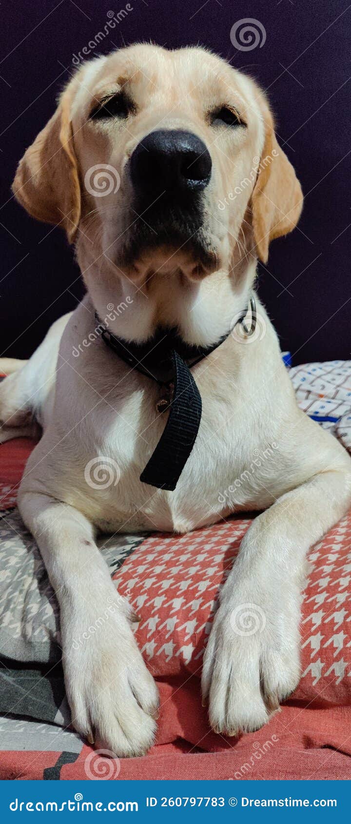 Cute Labrador photos stock image. Image of terrier, mammal - 260797783