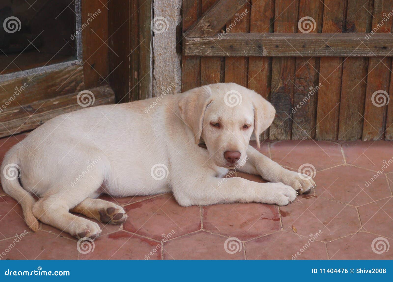 What Is A Dudley Labrador