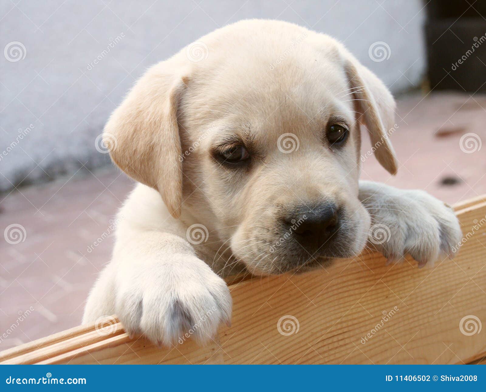Cute Labrador Puppy stock photo. Image of retriever, paws - 11406502