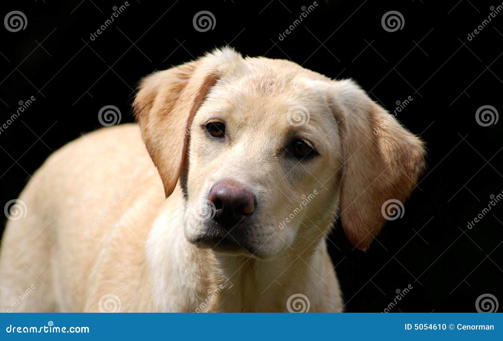 Cute labrador puppy stock photo. Image of labrador, yellow - 5054610