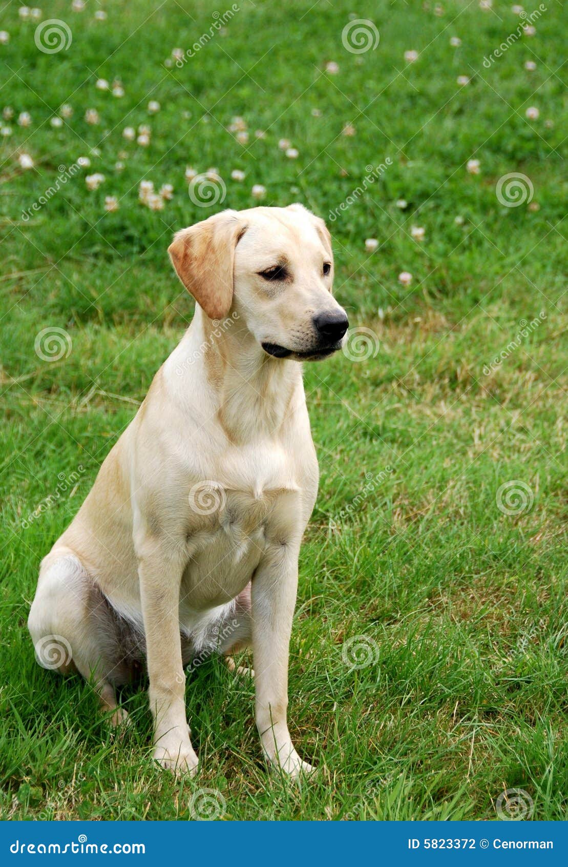 Cute labrador puppy stock photo. Image of retriever, puppy - 5823372