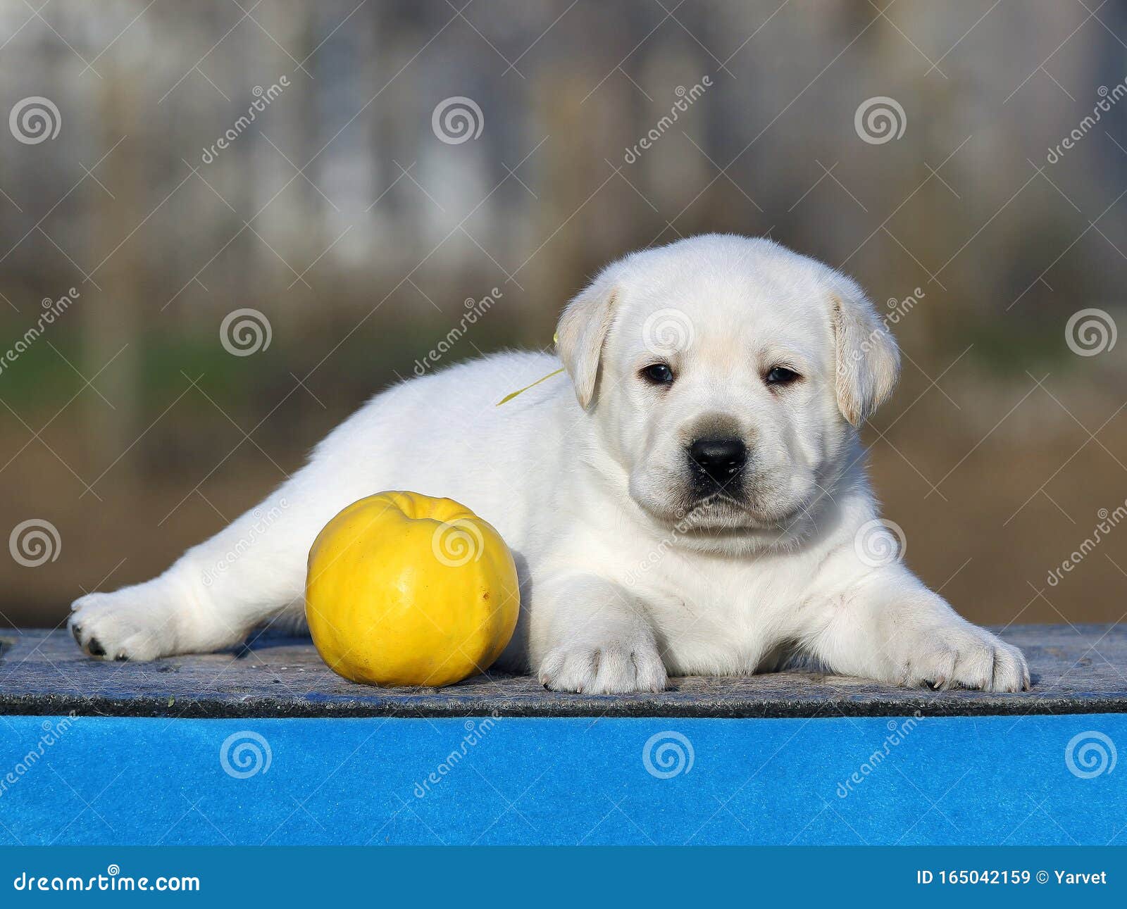 A Cute Labrador Puppy on a Blue Background Stock Image - Image of ...