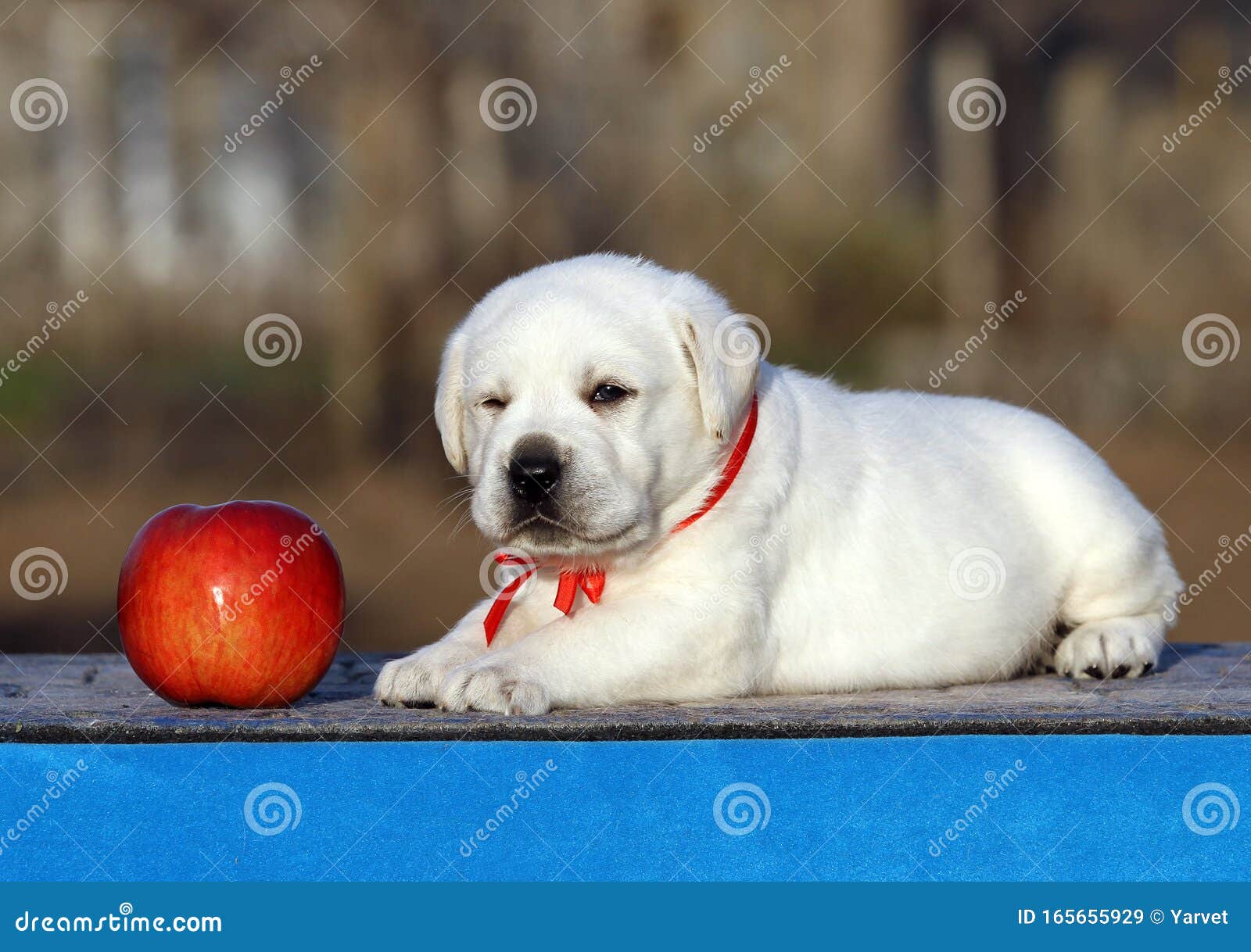 The Cute Labrador Puppy on a Blue Background Stock Image - Image of ...