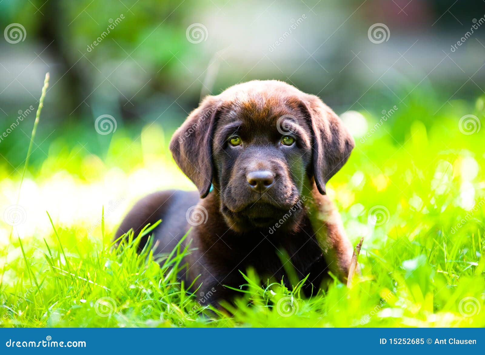 Cute Labrador Puppy Dog Lying Down In Grass With Tennis Ball In Mouth ...
